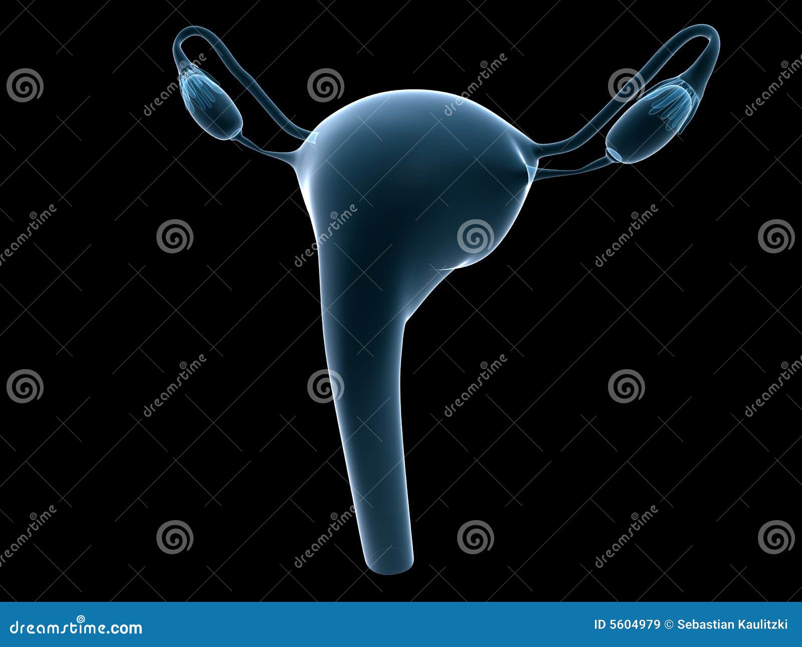 Gebärmutter stock abbildung. Illustration von reproduktiv - 5604979
