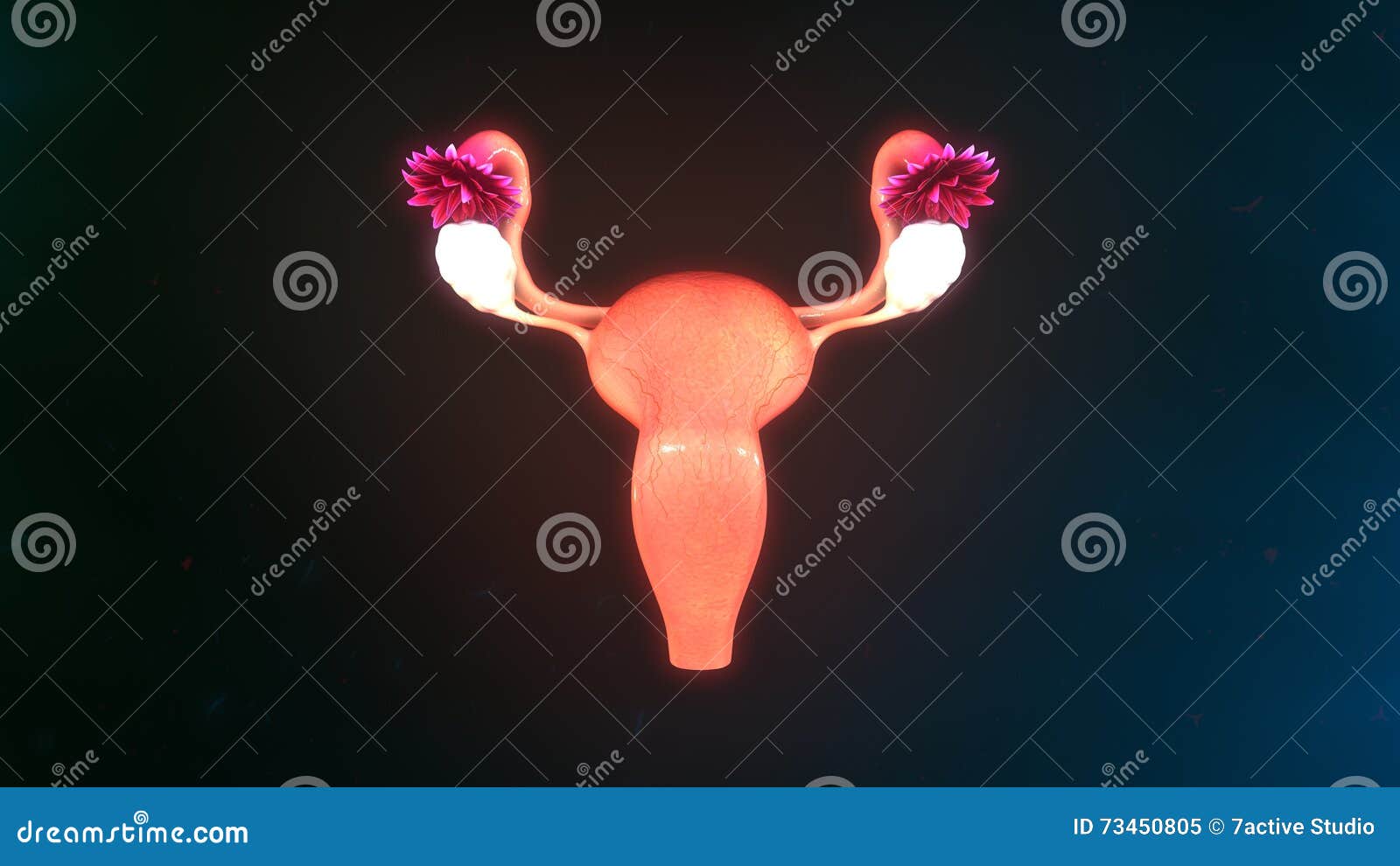 Gebärmutter-hintere Ansicht Stockbild - Bild von anatomisch, behälter ...