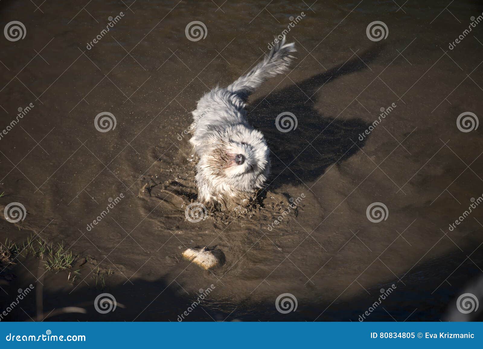 Gebaarde Colliehond Die Van Modderbad Genieten Stock Afbeelding - Image ...