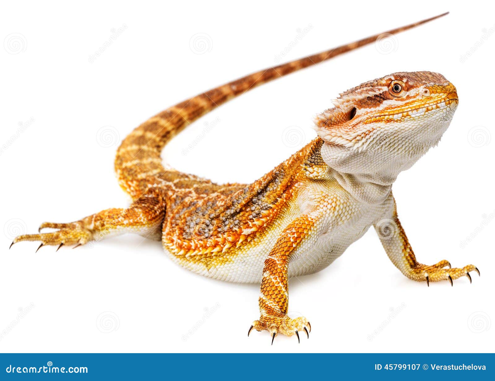 Gebaarde Draak - Pogona Vitticeps Stock Afbeelding - Image of ...