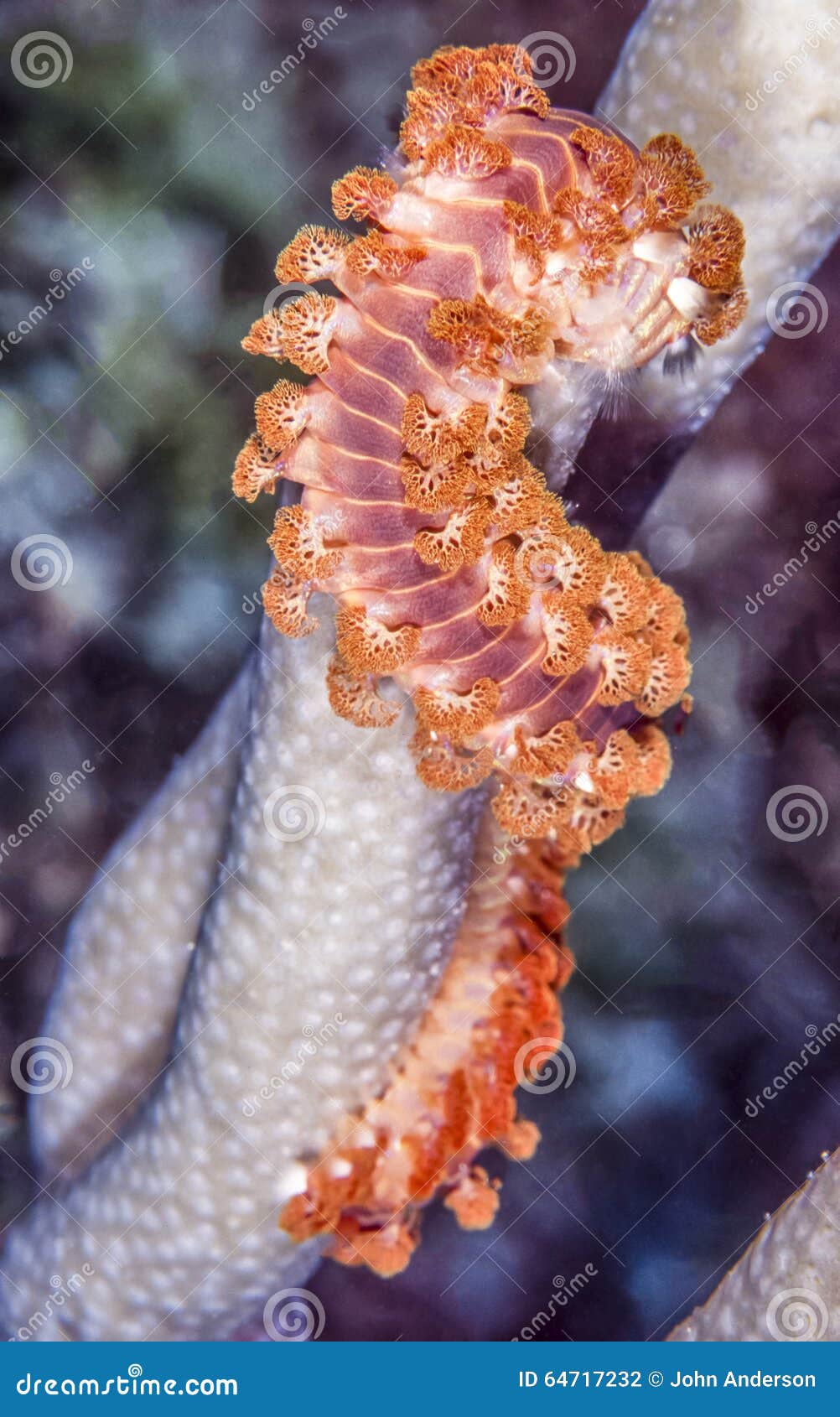 Gebaarde Fireworm, Hermodice-carunculata Stock Foto - Image of koraal ...