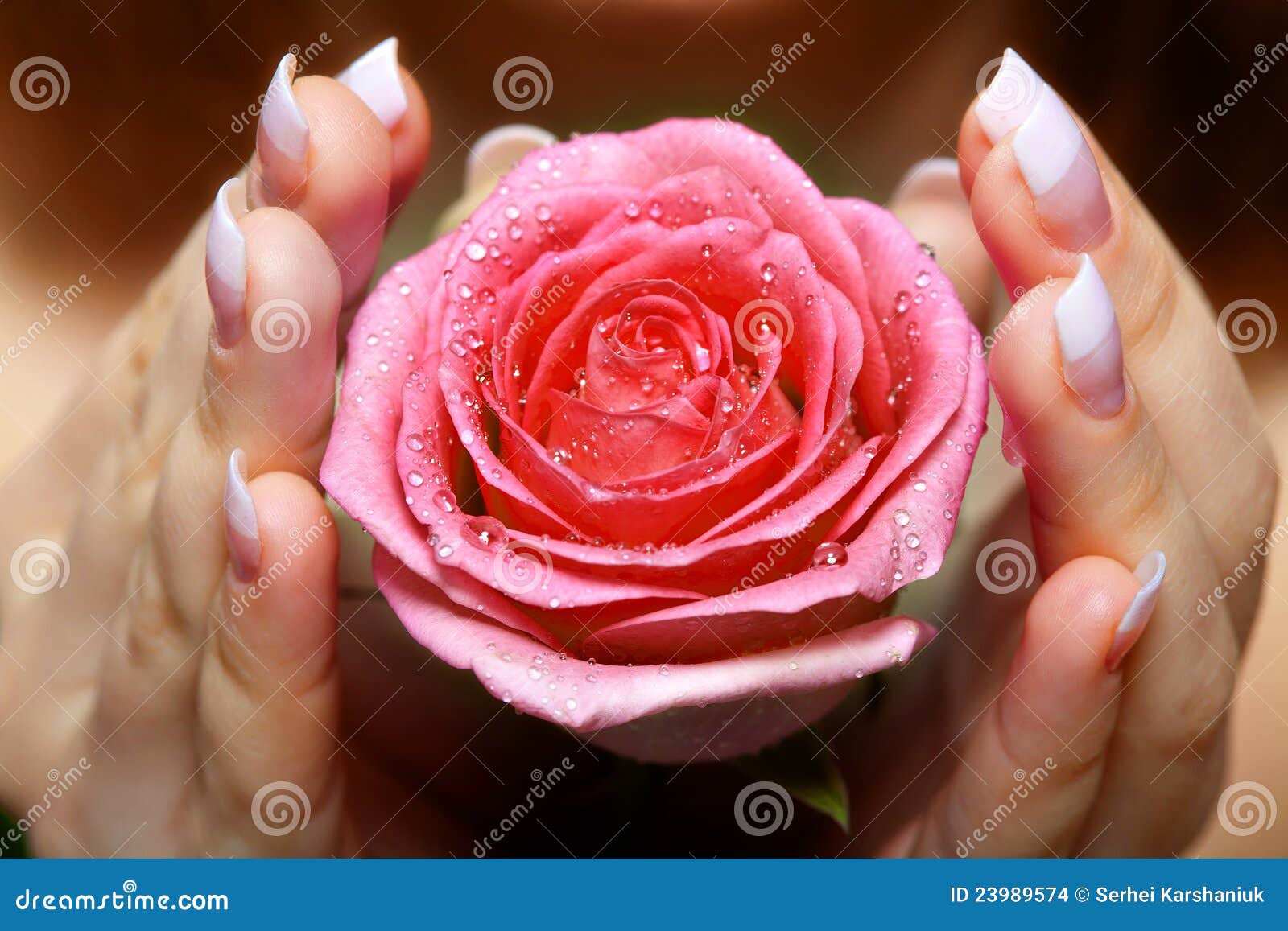 Geben Einer Rose. Hand Der Frau Stockfoto - Bild von liebe, geschenk ...