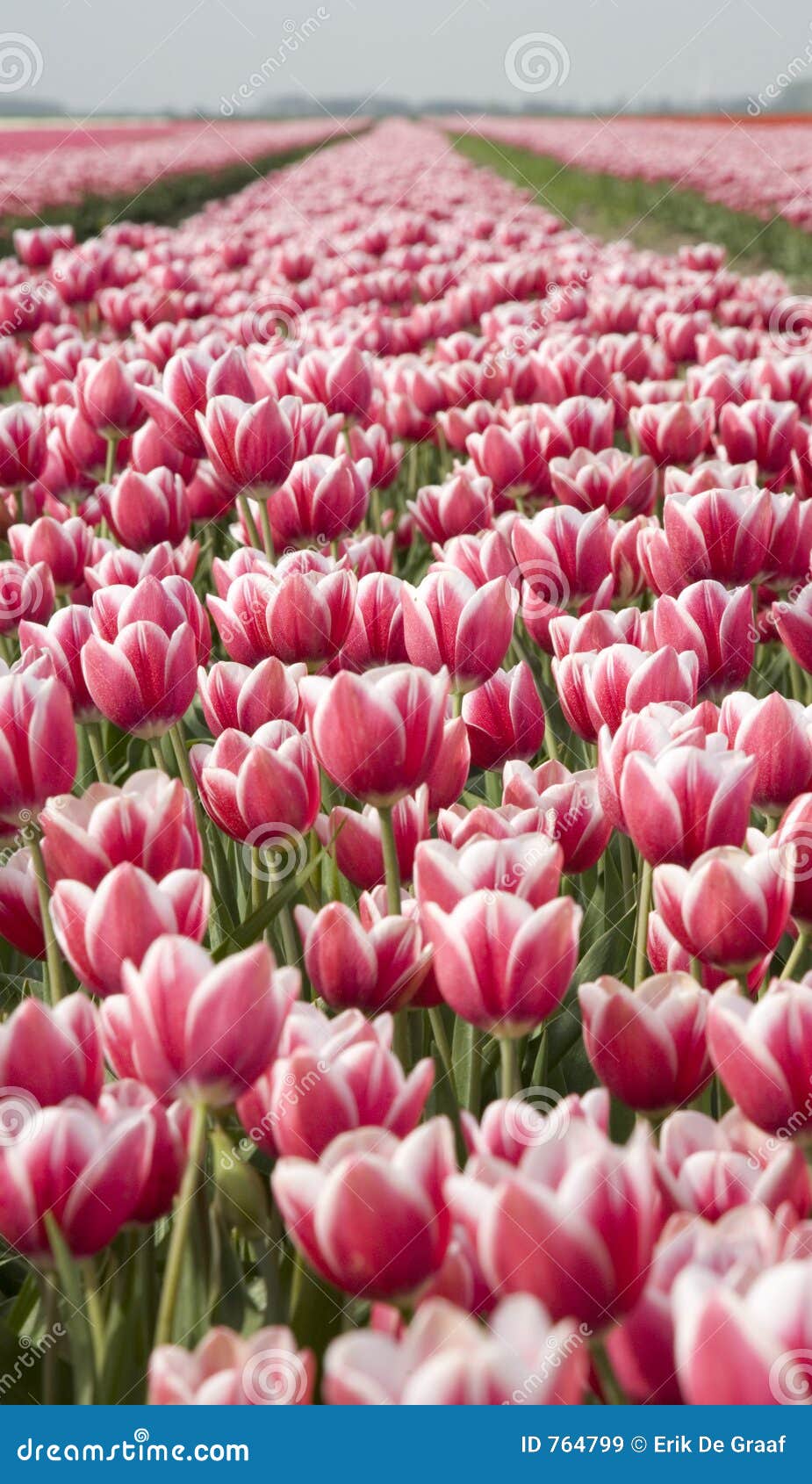 Gebied 12 van de tulp stock afbeelding. Image of bloei - 764799