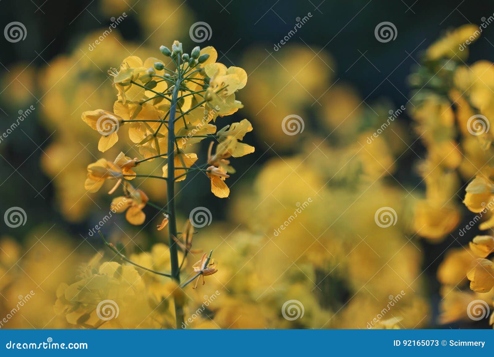 Gebied Van Geel Bloeiend Koolzaad Stock Afbeelding - Image of bloesem ...