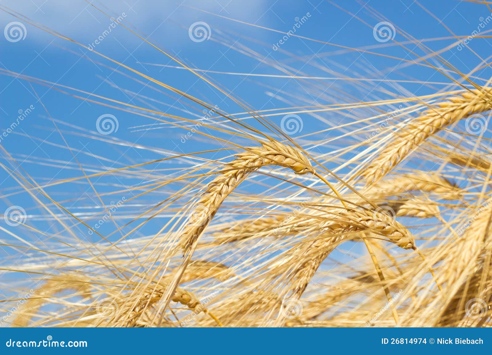 Gebied Van Het Groeien Van De Gerst of Van De Tarwe in De Zon Stock ...