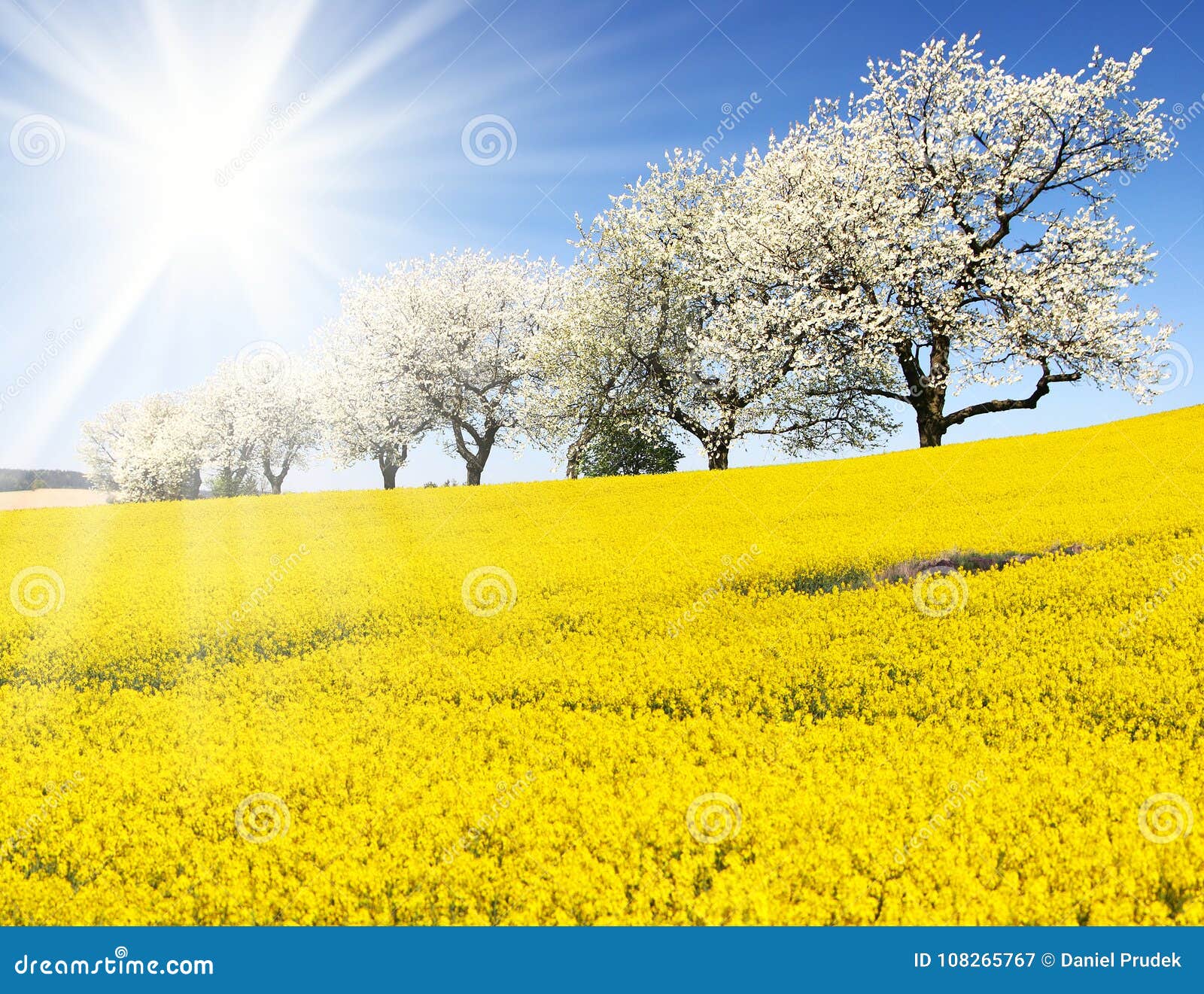 Gebied Van Raapzaad, Canola of Koolzaad Stock Afbeelding - Image of ...
