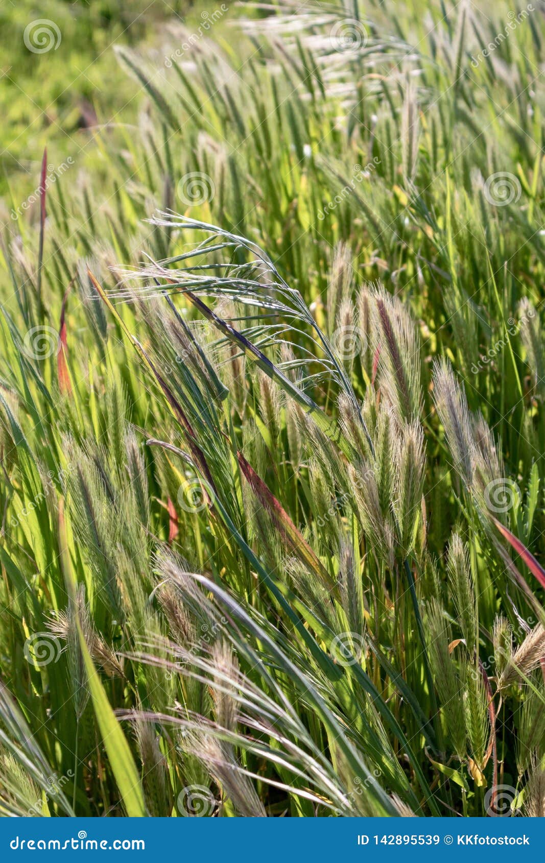 Gebied van wilde grassen stock afbeelding. Image of buiten - 142895539