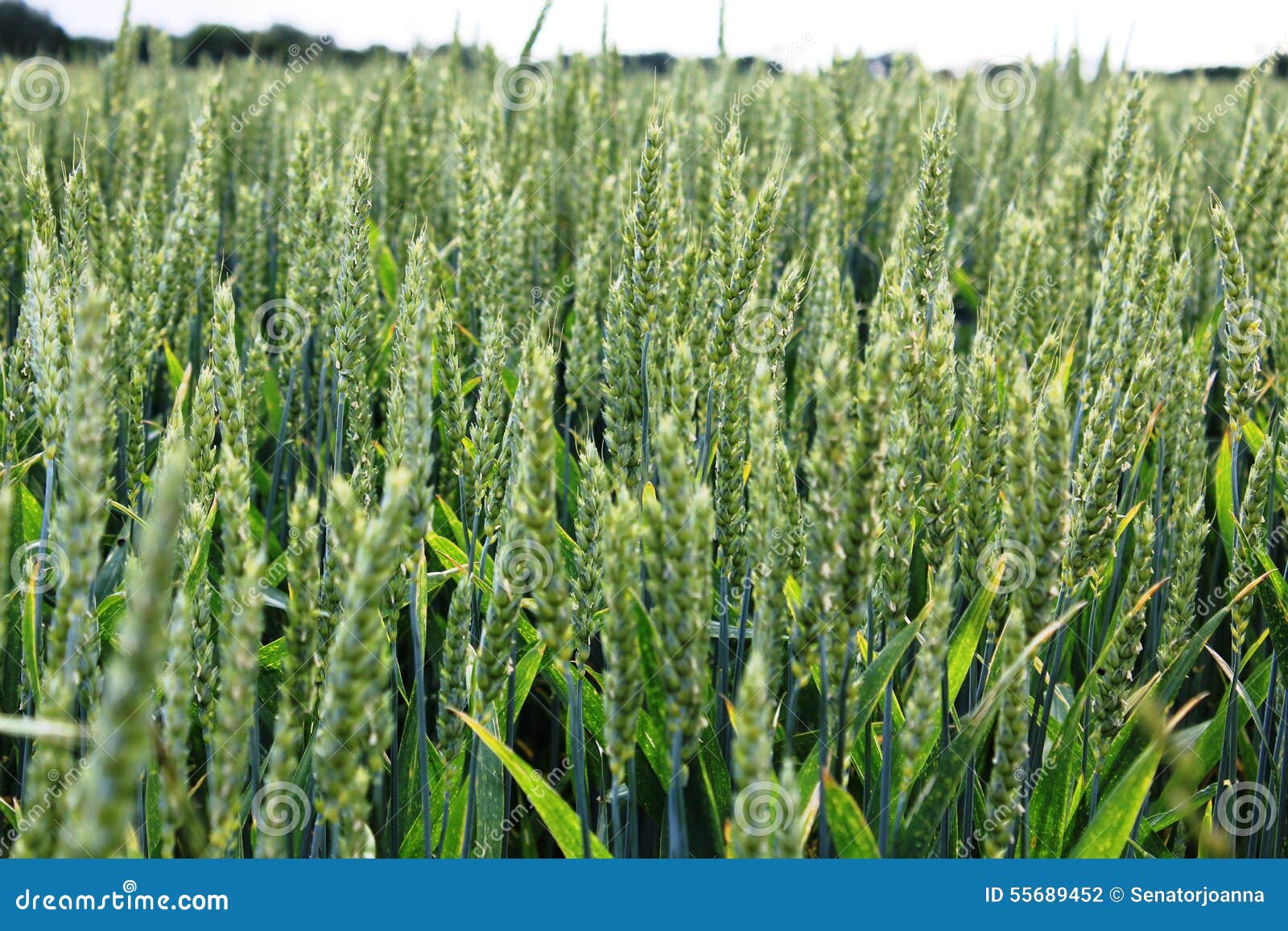 Gebieden van Tarwe stock foto. Image of gebieden, voedsel - 55689452