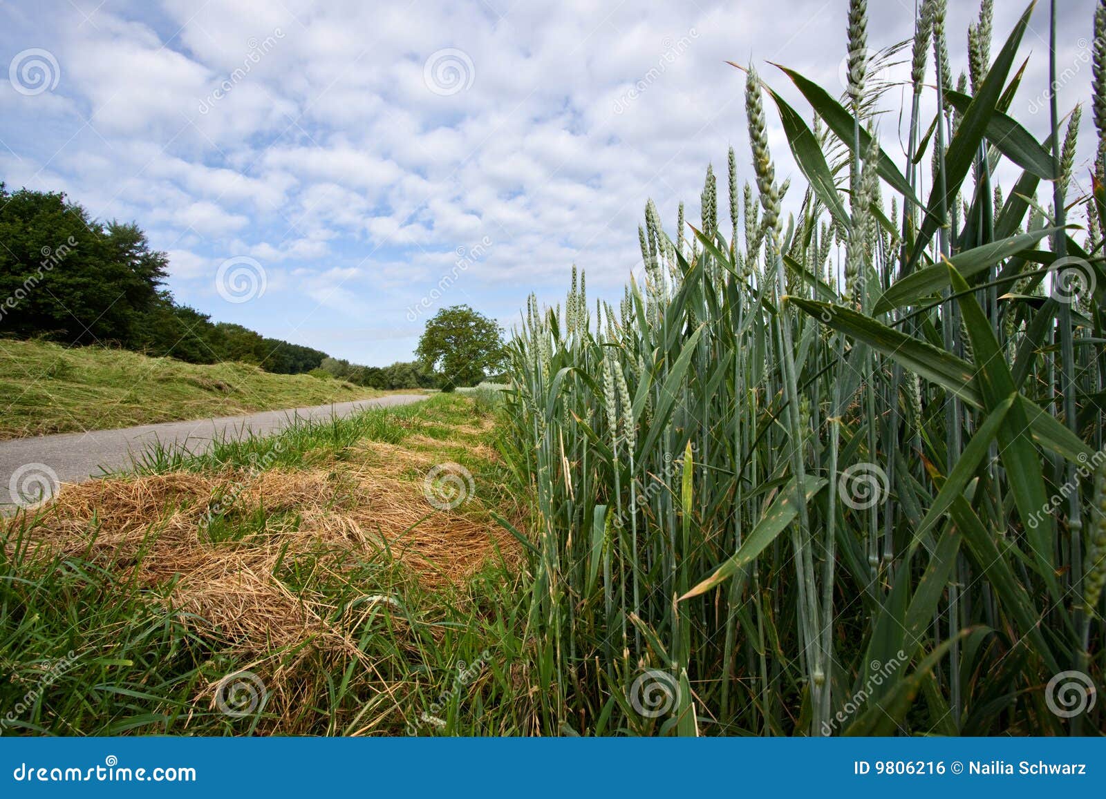 Gebieden van Tarwe stock foto. Image of gewas, molen, land - 9806216