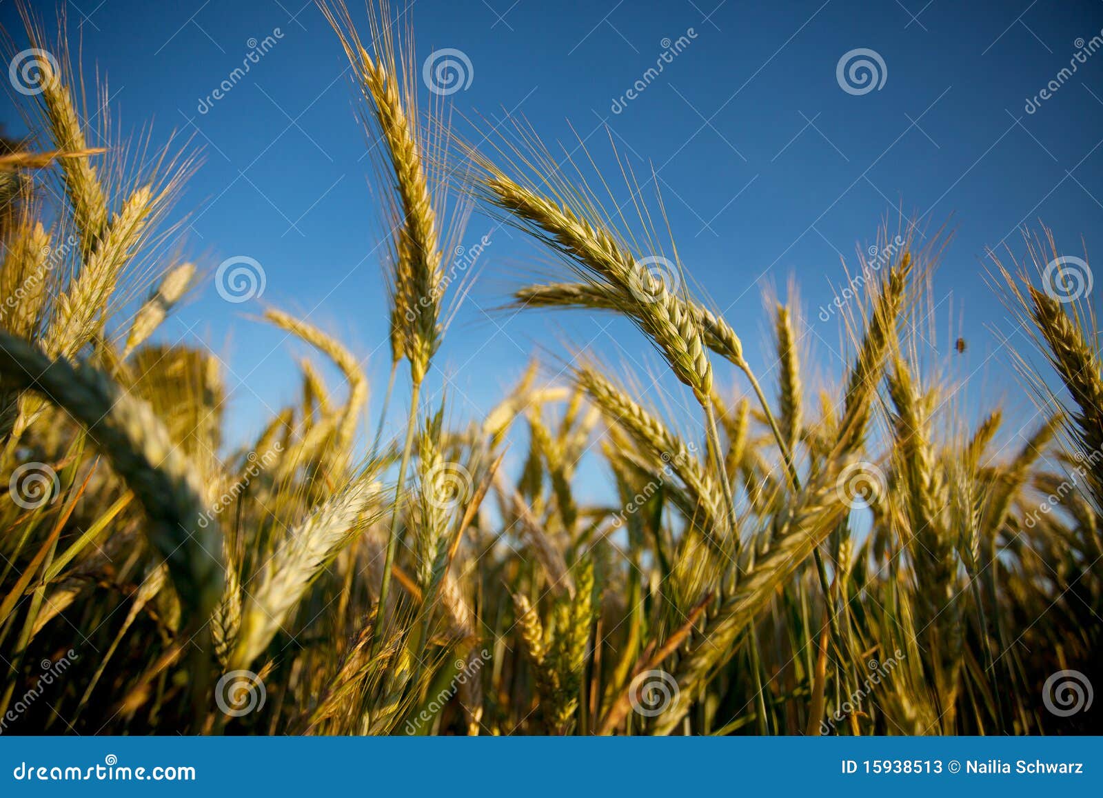 Gebieden Van Tarwe in De Zomer Stock Afbeelding - Image of wolk, land ...
