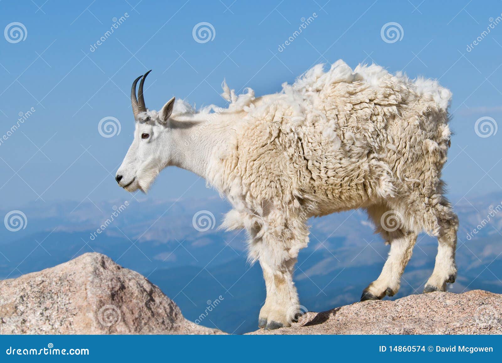 Gebirgsziege 3 stockfoto. Bild von evans, ziege, wildnis - 14860574