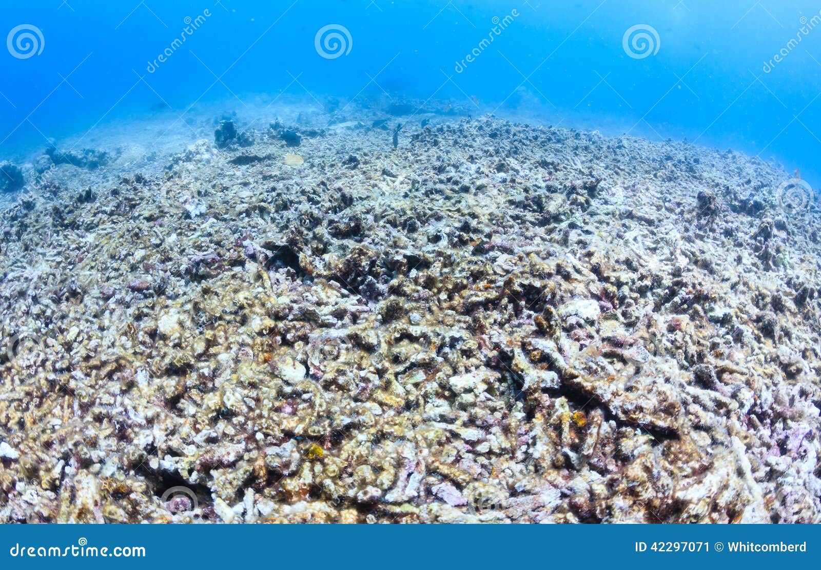 Gebleekt, dood koraal stock afbeelding. Image of gebleekt - 42297071