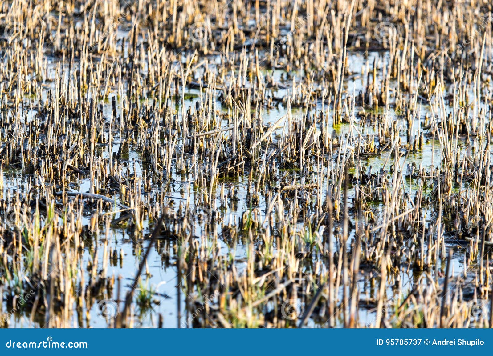 Gebrand Riet in Het Moeras Als Achtergrond Stock Afbeelding - Image of ...