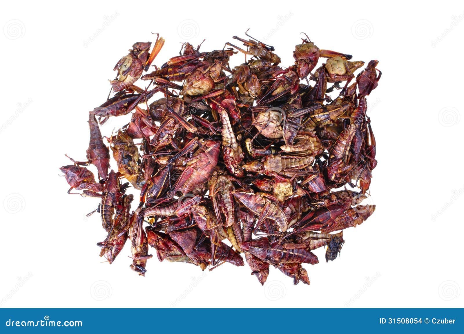 Gebratene Heuschrecken stockfoto. Bild von zartheit, kricket - 31508054