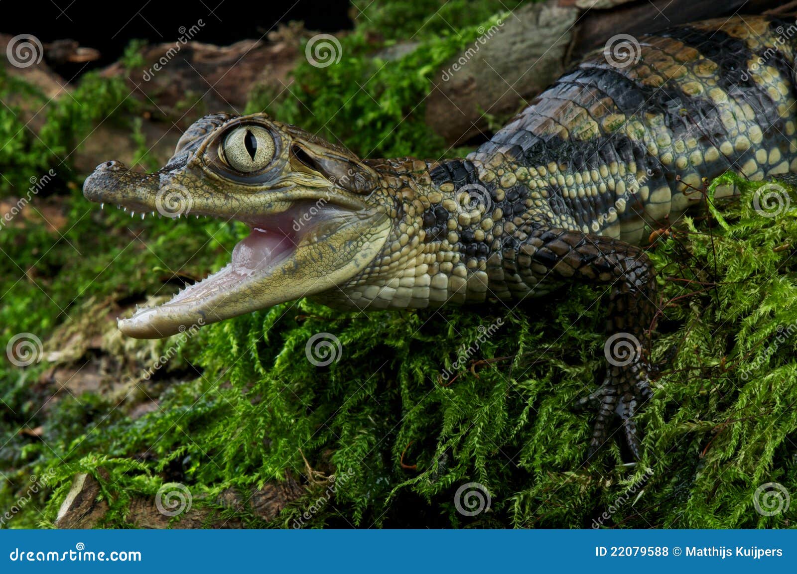 Gebrilde kaaiman stock foto. Image of bolivië, guyana - 22079588