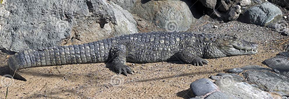 Gebrilde kaaiman 2 stock foto. Image of dier, mening - 38441718