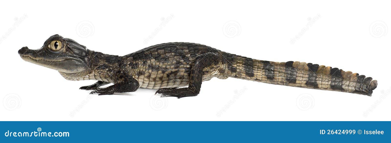 Gebrilde Kaaiman, Crocodilus Van De Kaaiman Stock Afbeelding - Image of ...