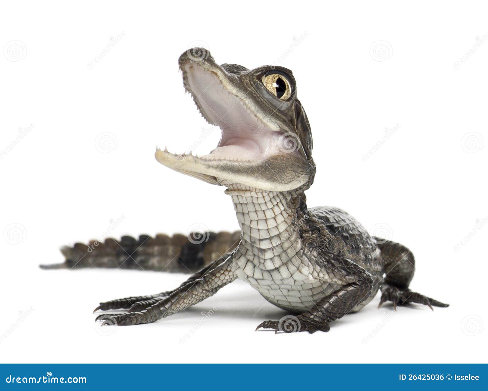 Gebrilde Kaaiman, Crocodilus Van De Kaaiman Stock Foto - Image of ...