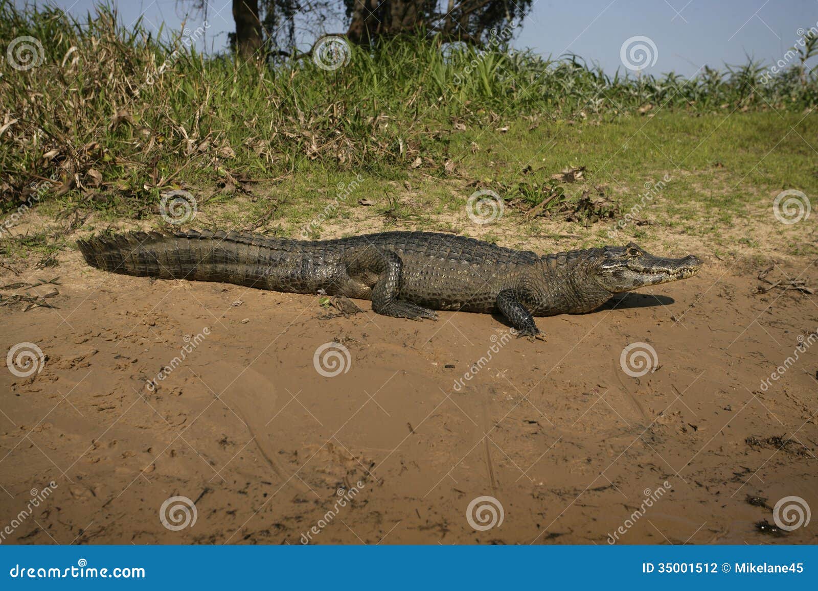 Gebrilde Kaaiman, Kaaimancrocodilus Stock Foto - Image of wild ...