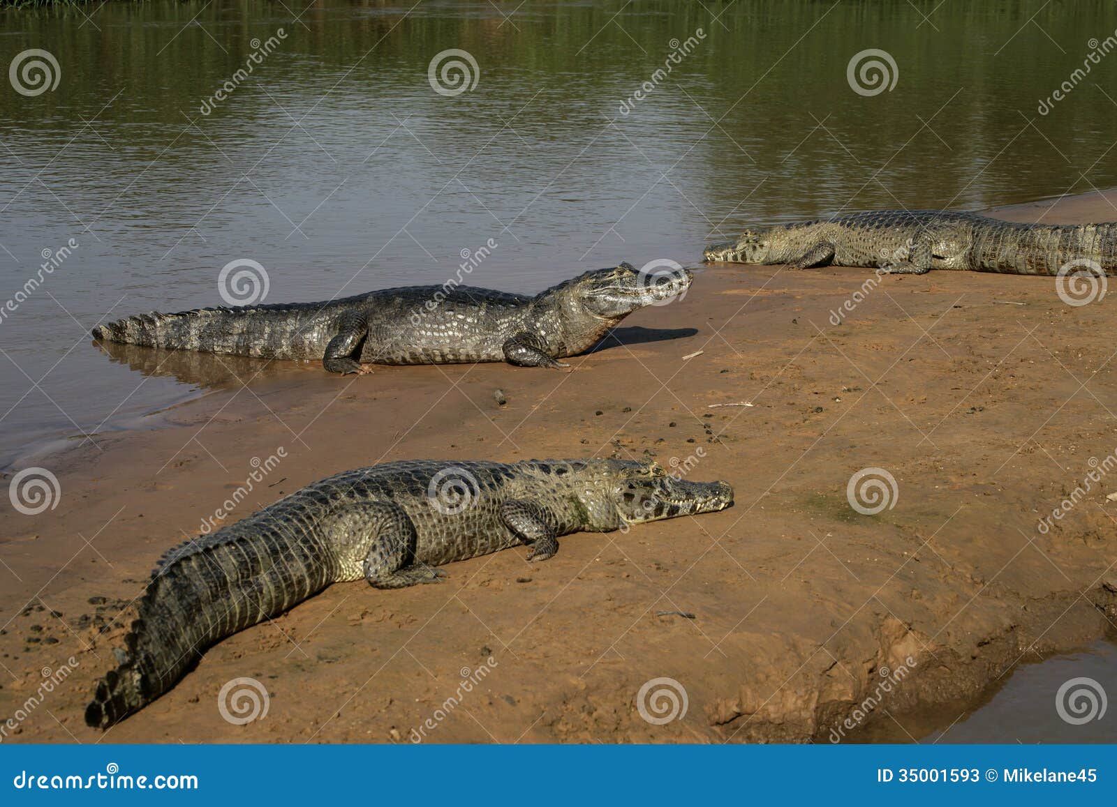 Gebrilde Kaaiman, Kaaimancrocodilus Stock Afbeelding - Image of ...