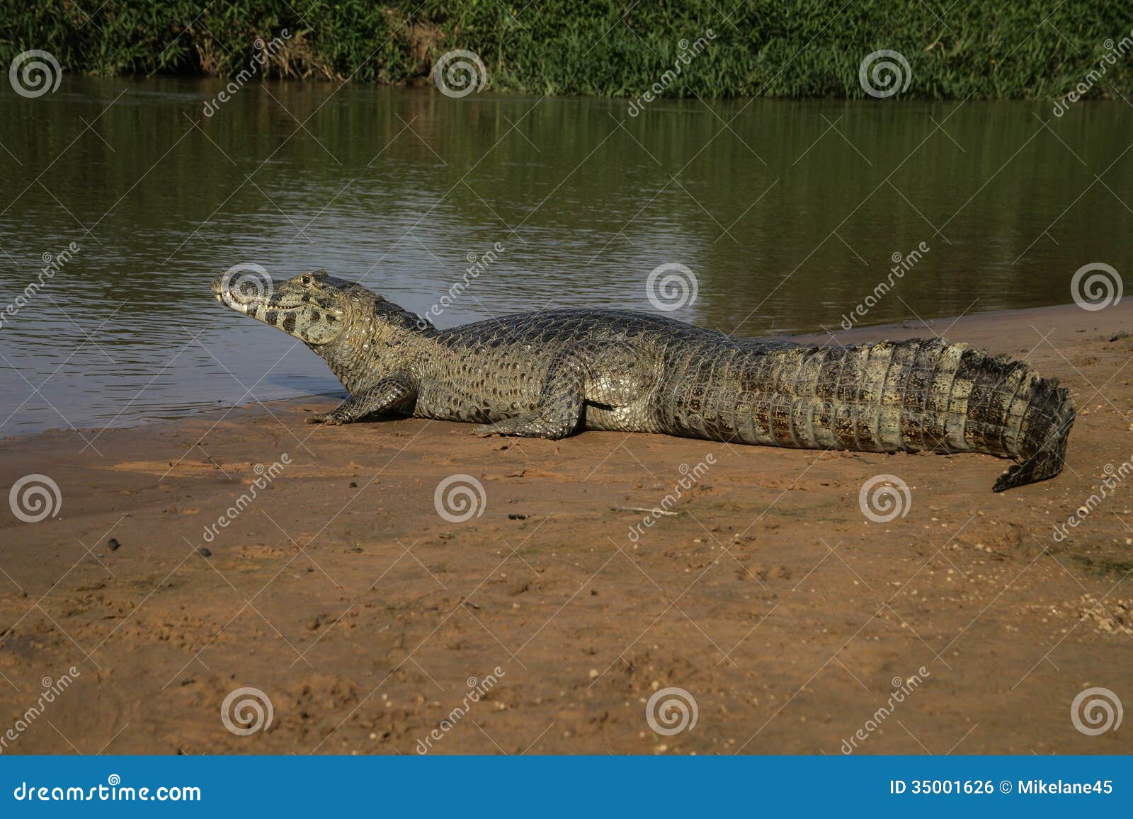 Gebrilde Kaaiman, Kaaimancrocodilus Stock Foto - Image of meer, water ...