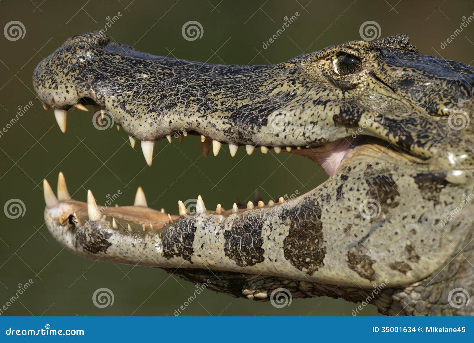 Gebrilde Kaaiman, Kaaimancrocodilus Stock Foto - Image of reptiel ...