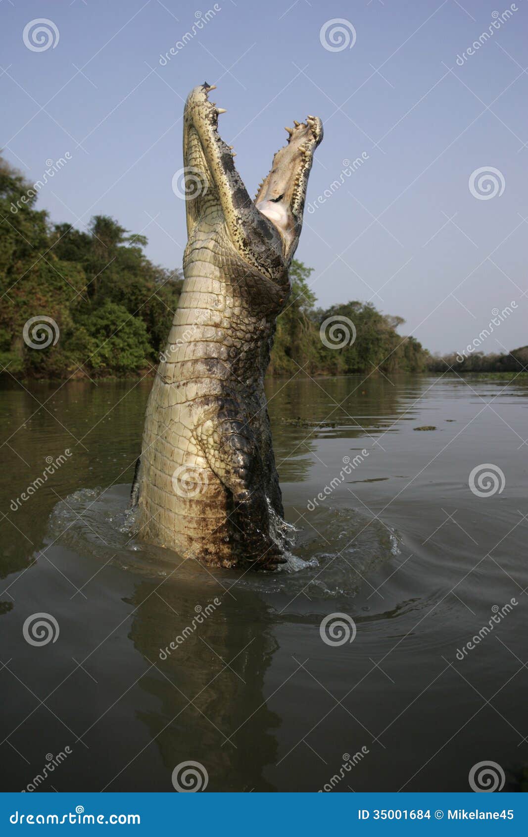 Gebrilde Kaaiman, Kaaimancrocodilus Stock Foto - Image of meer, nave ...