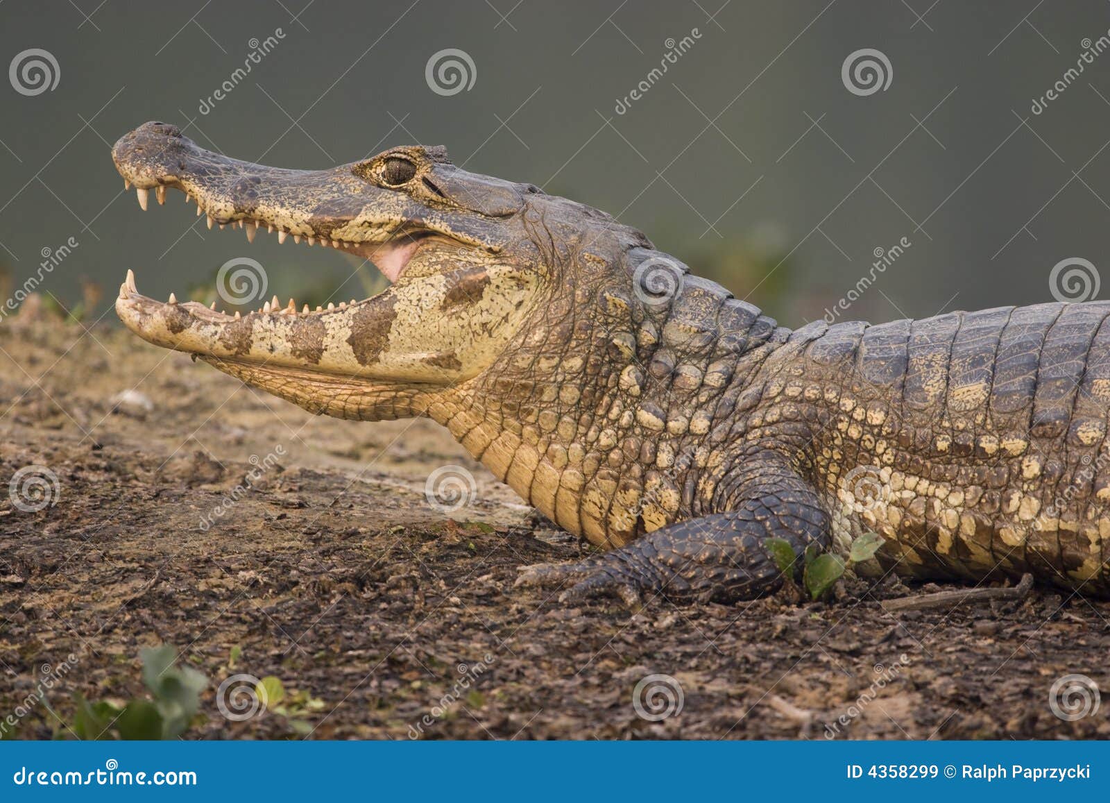Gebrilde kaaiman, Pantanal stock afbeelding. Image of nave - 4358299
