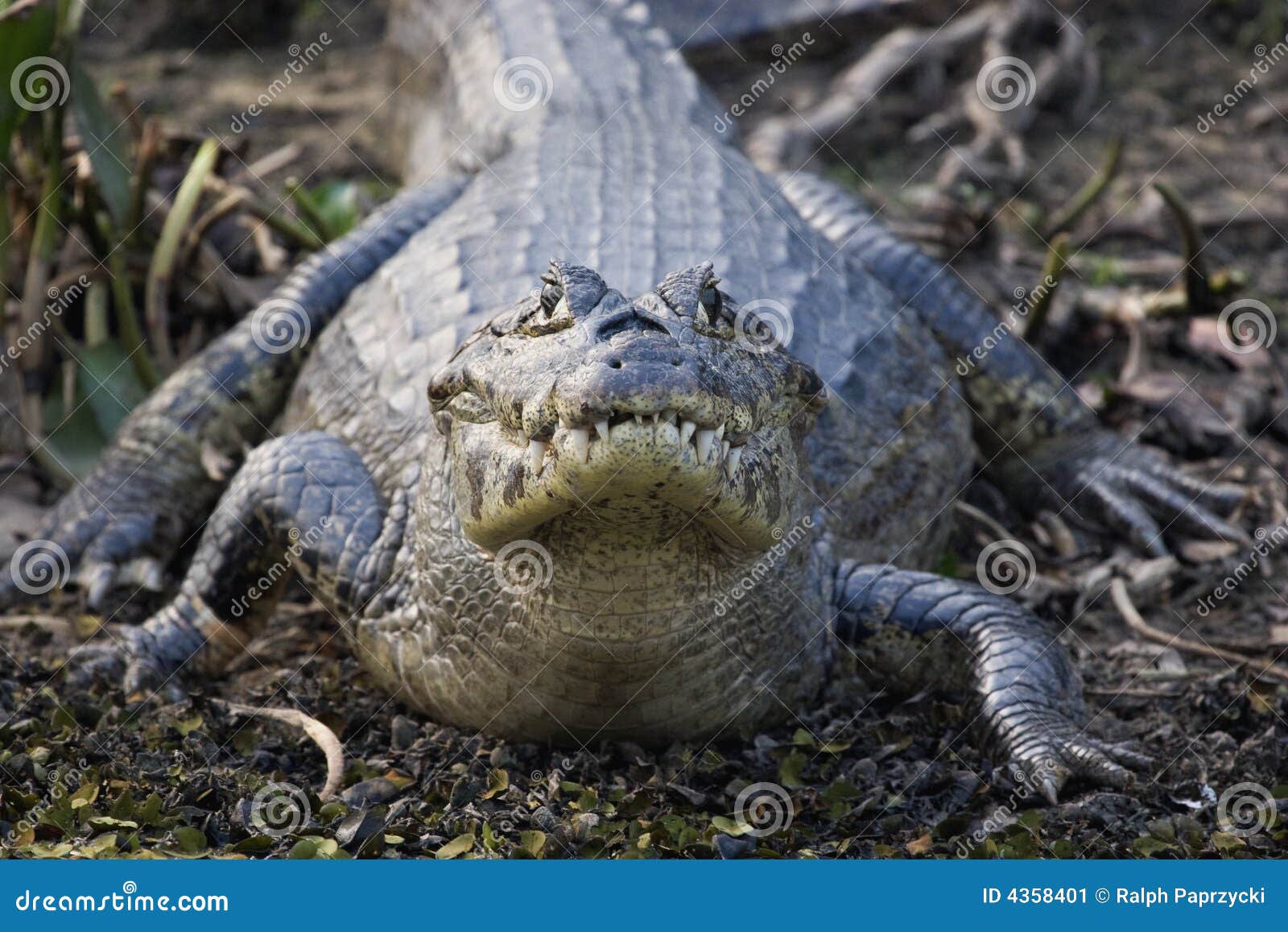 Gebrilde kaaiman, Pantanal stock afbeelding. Image of reptiel - 4358401