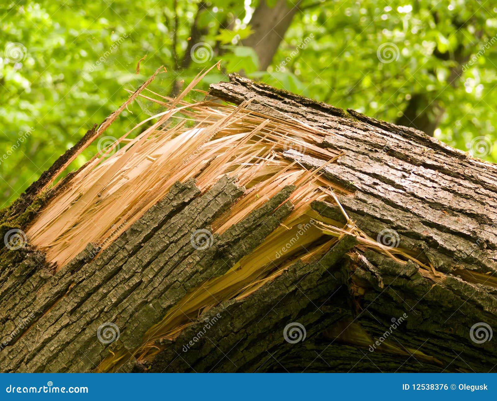 Gebroken De Boomstam Van De Boom Stock Foto - Image of boom, texturen ...