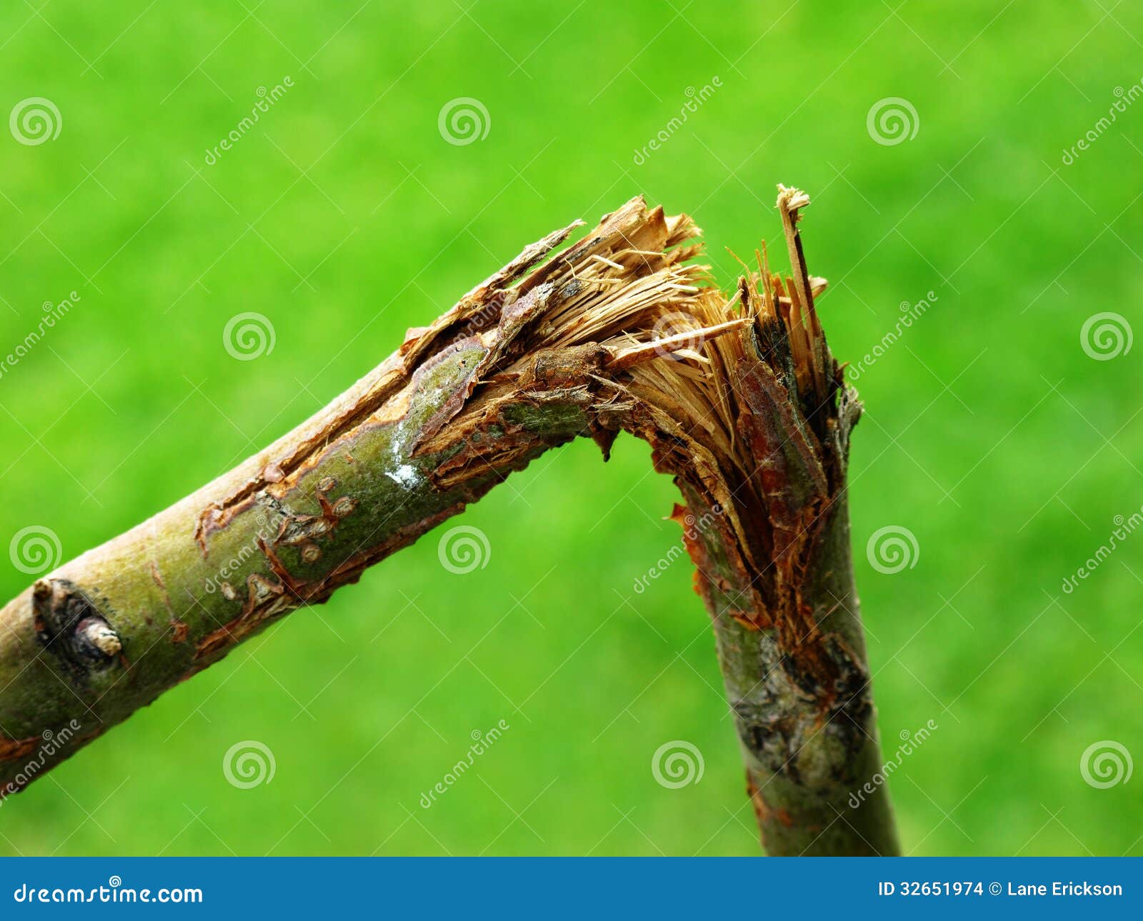 Gebroken Tak stock foto. Image of schaduw, rivier, gebroken - 32651974