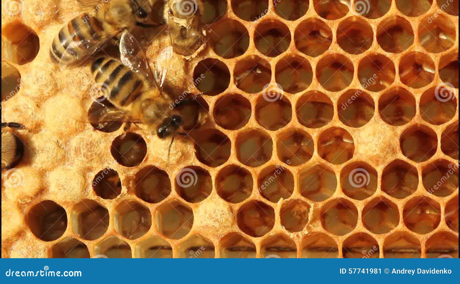 Geburt der Biene stock video. Video von zunächst, ausgang - 57741981