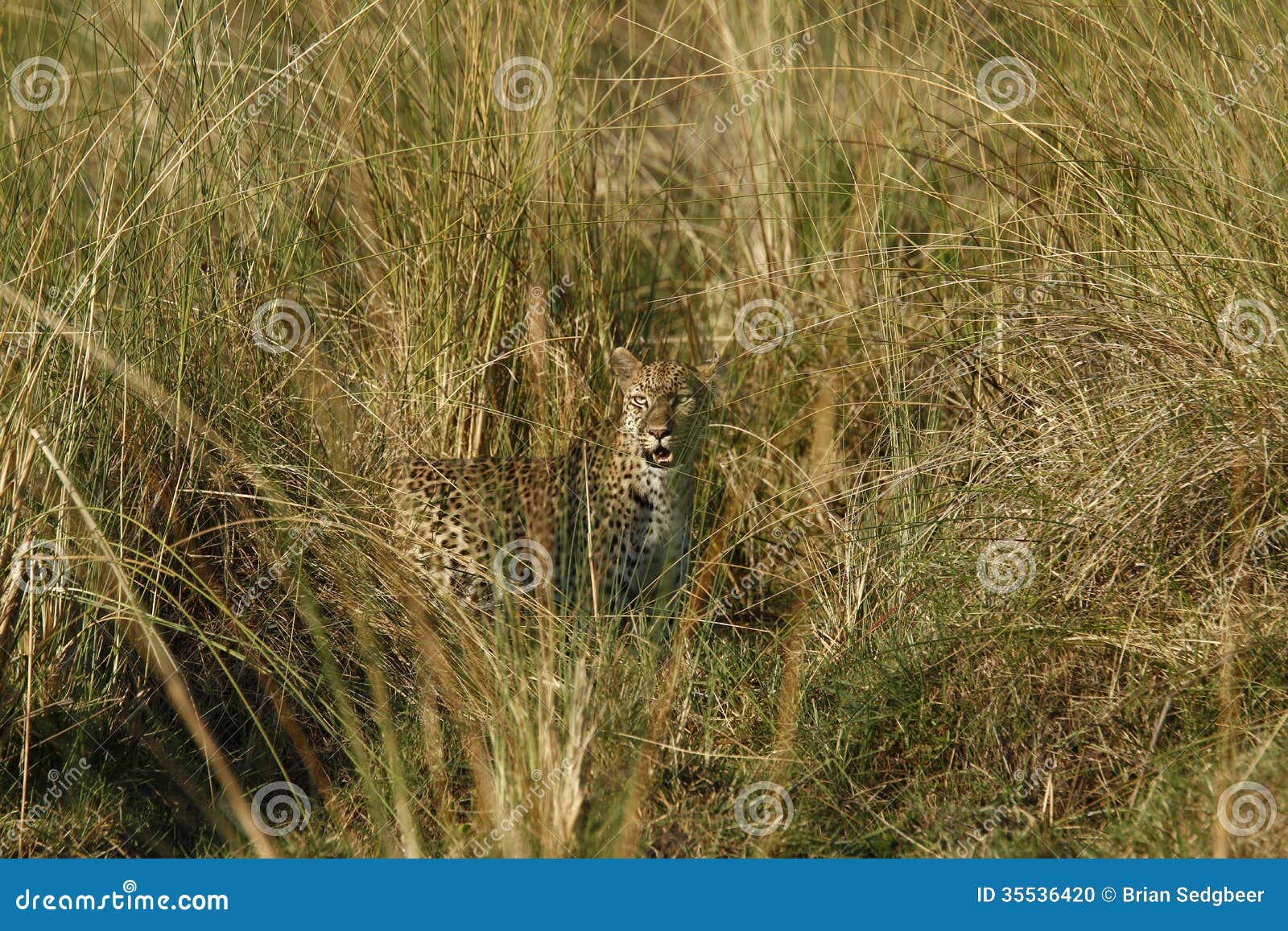 Gecamoufleerde Grote Kat stock foto. Image of bruin, vlaktes - 35536420