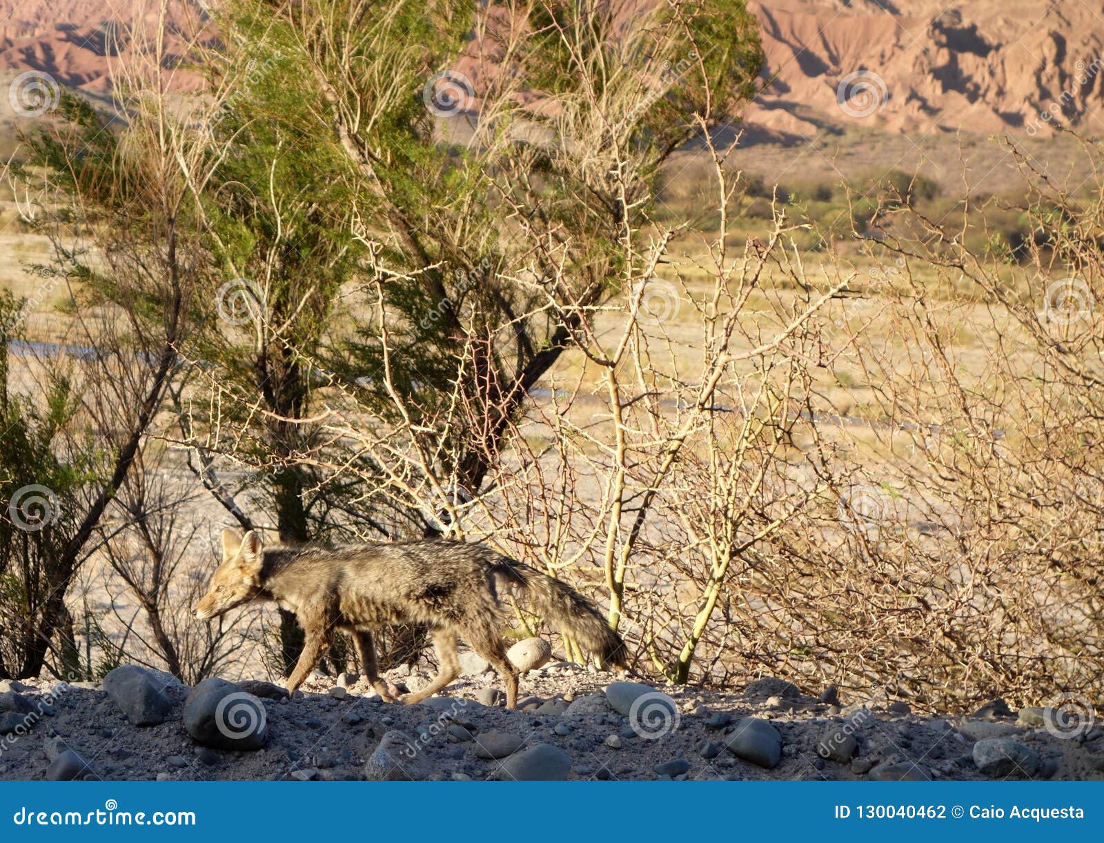Gecamoufleerde woestijnvos stock foto. Image of carnivoor - 130040462