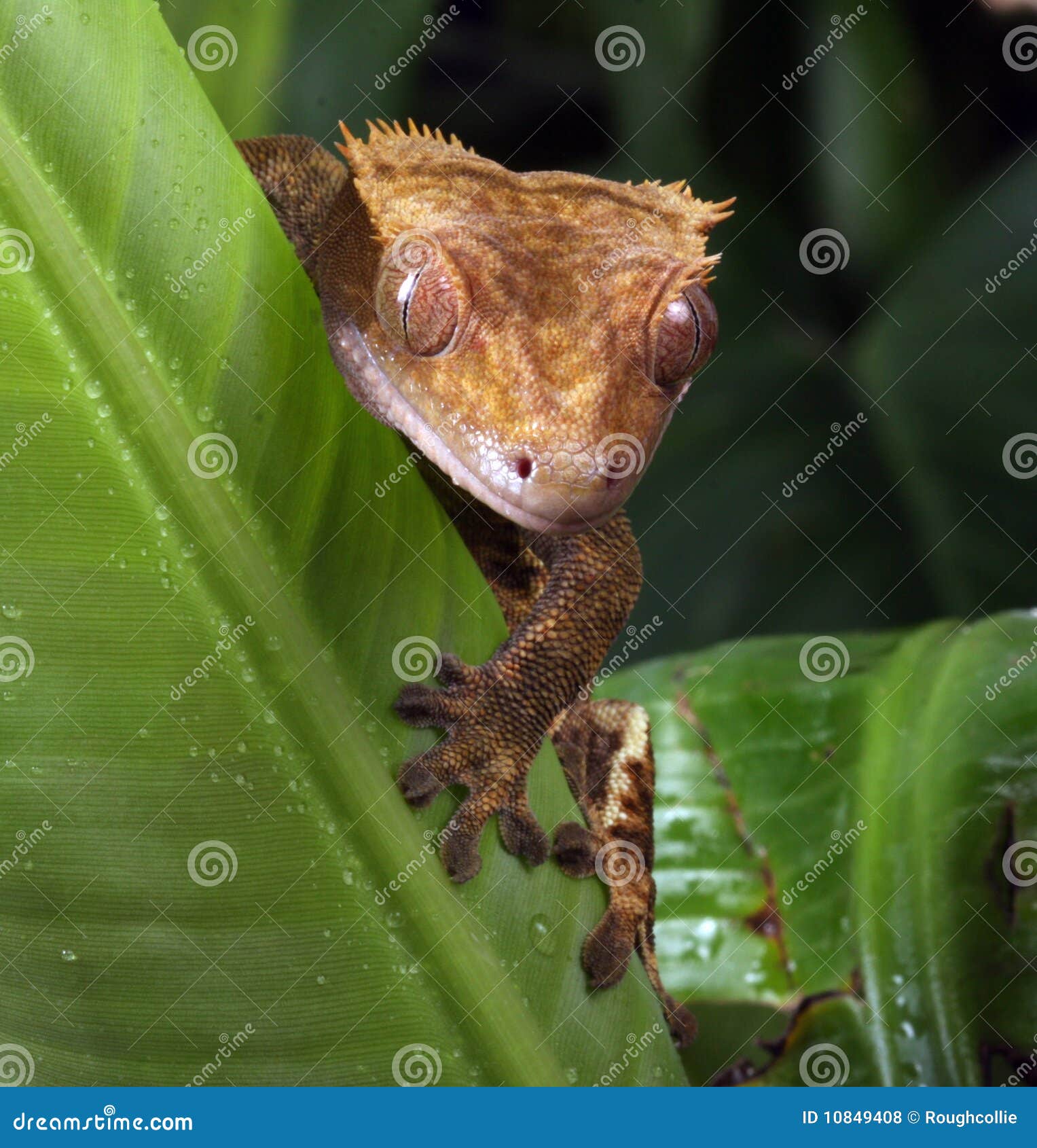 Head Of A New Caledonian Bumpy Gecko Royalty-Free Stock Photo ...