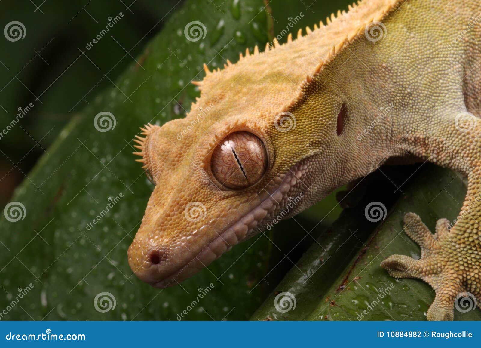 Gecko stock photo. Image of reptiles, exotic, texture - 10884882