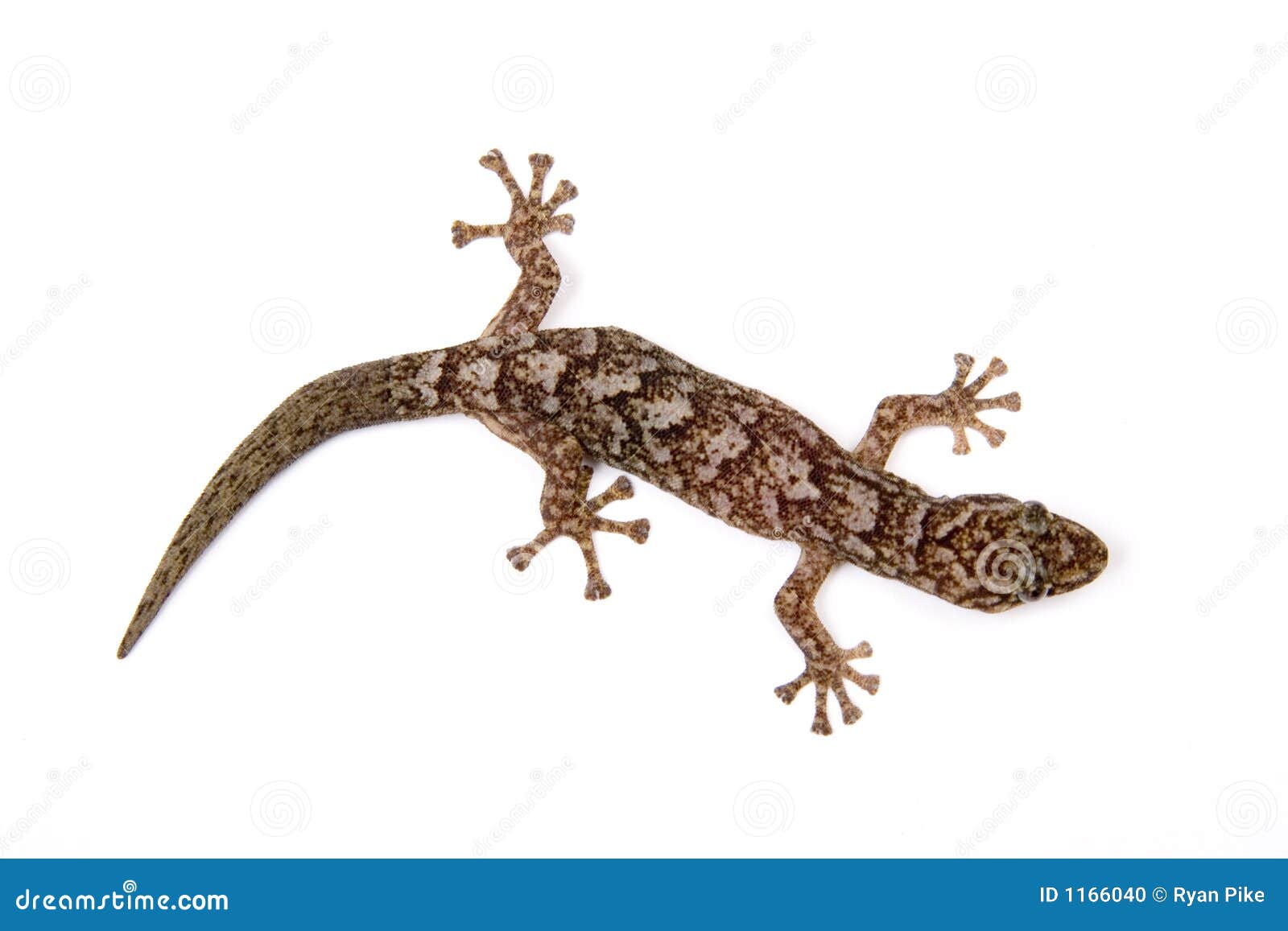 Gecko stock photo. Image of dinosaur, tail, isolated, walking - 1166040
