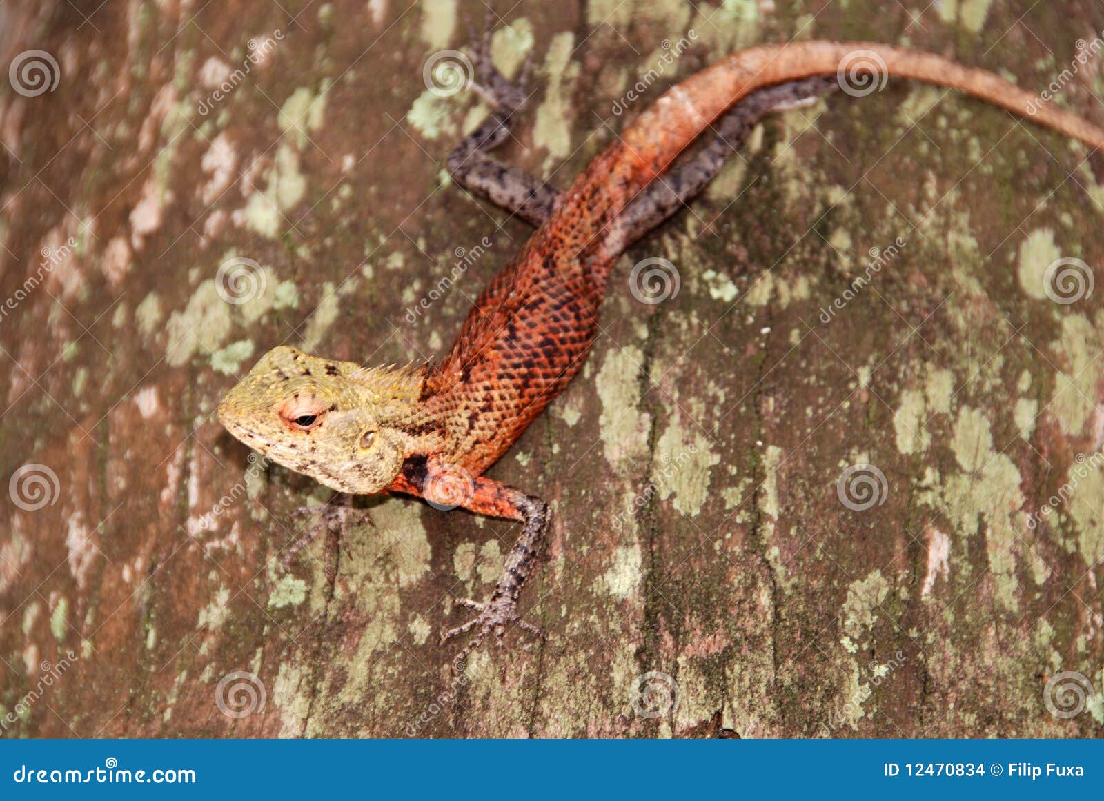 Gecko foto de archivo. Imagen de animal, detalle, reptil - 12470834