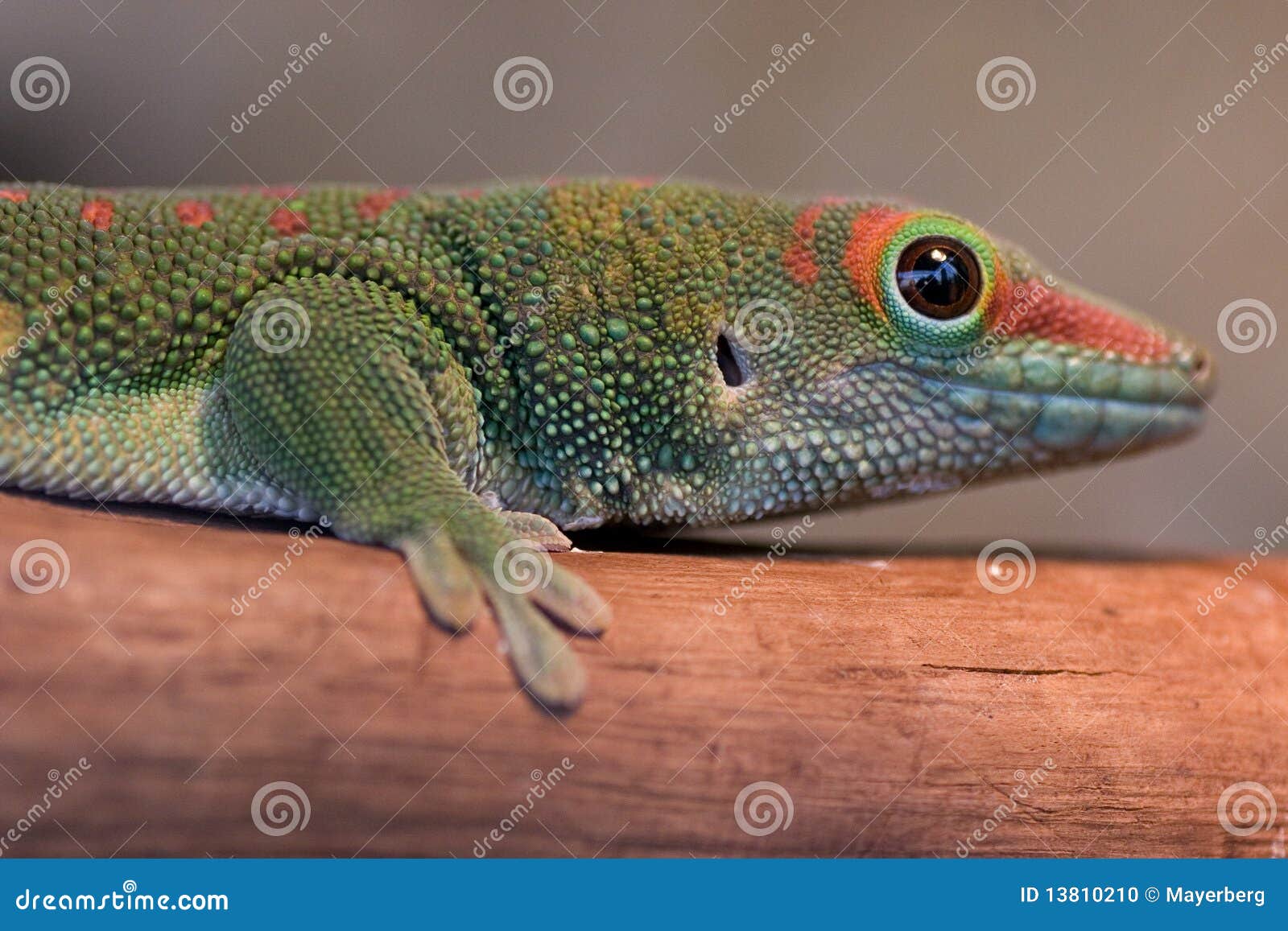 Gecko stock photo. Image of iguana, exotic, lizard, dragon - 13810210