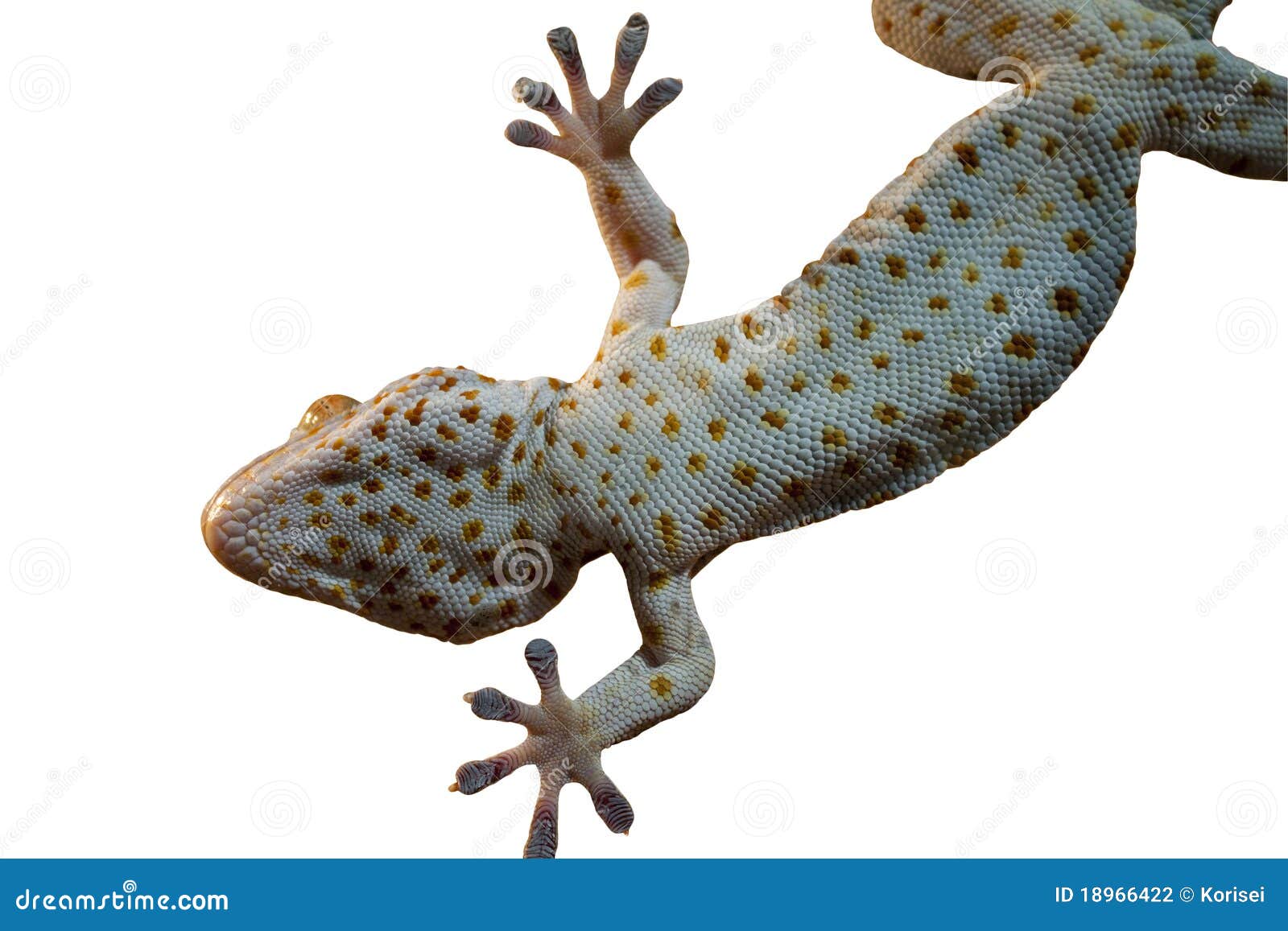 Gecko stock photo. Image of skin, wildlife, bionics, reptile - 18966422