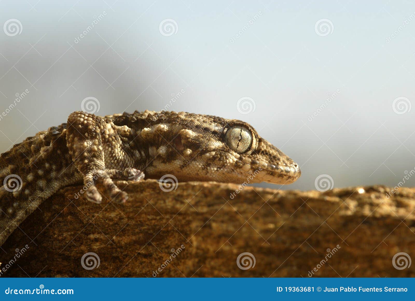 A gecko stock image. Image of birds, nature, lizards - 19363681