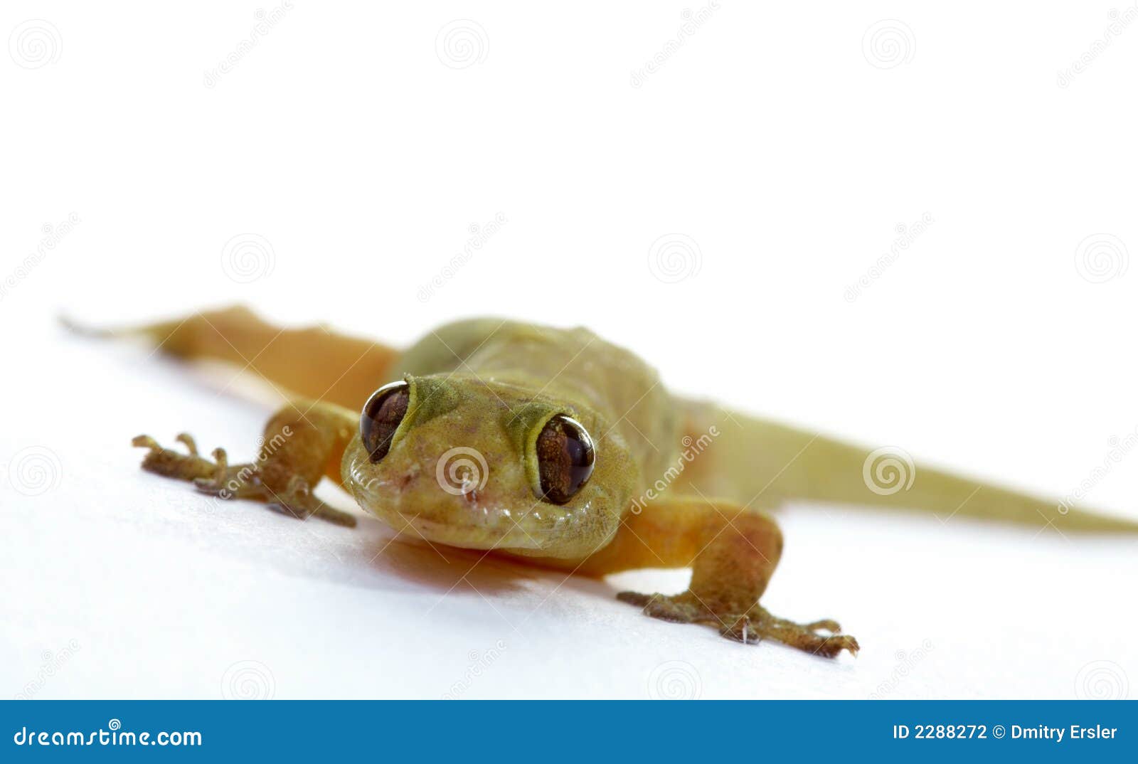Gecko stock photo. Image of dragon, animal, gecko, look - 2288272