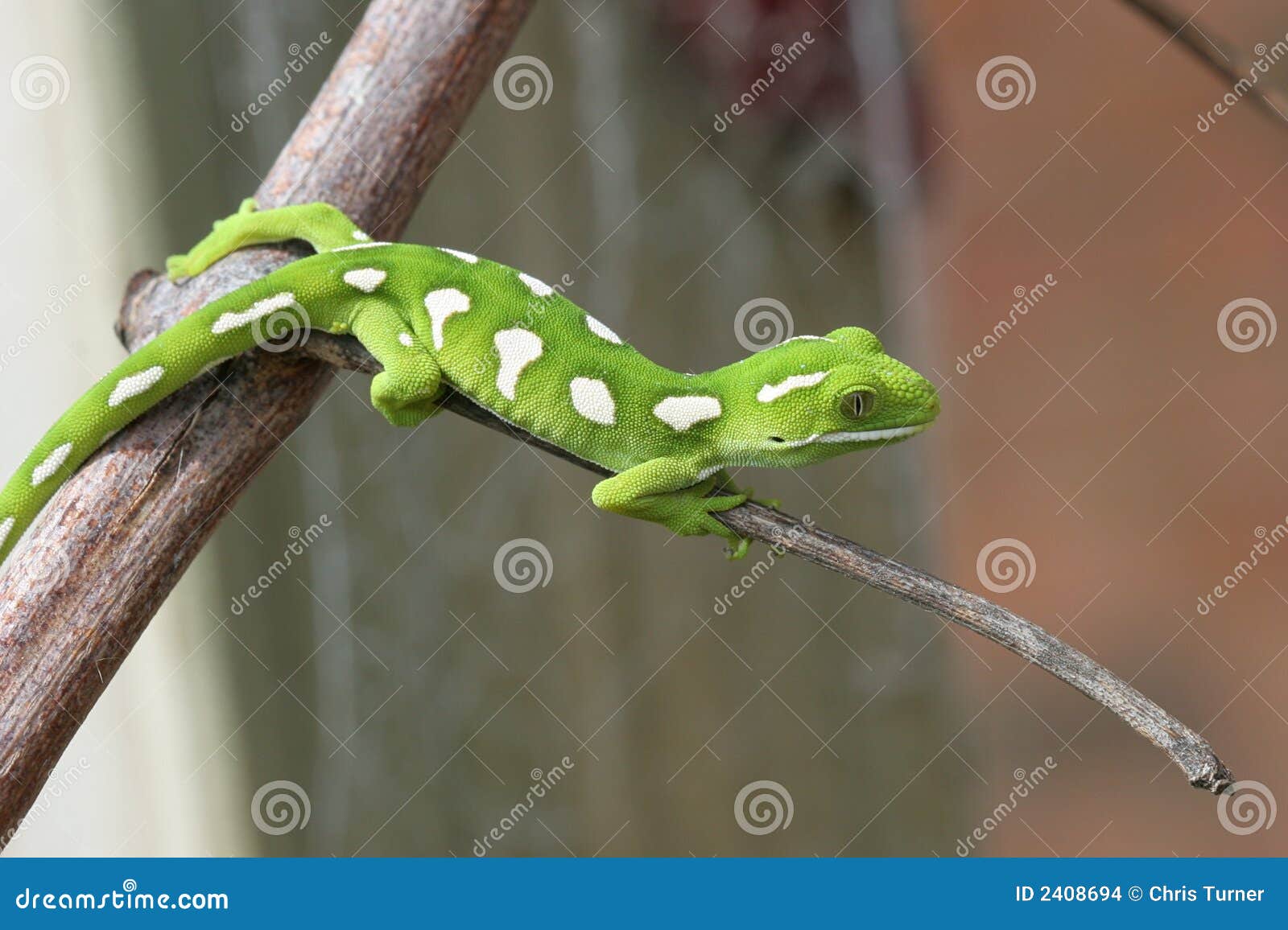 Gecko stock photo. Image of zealand, elegan, gecko, nature - 2408694