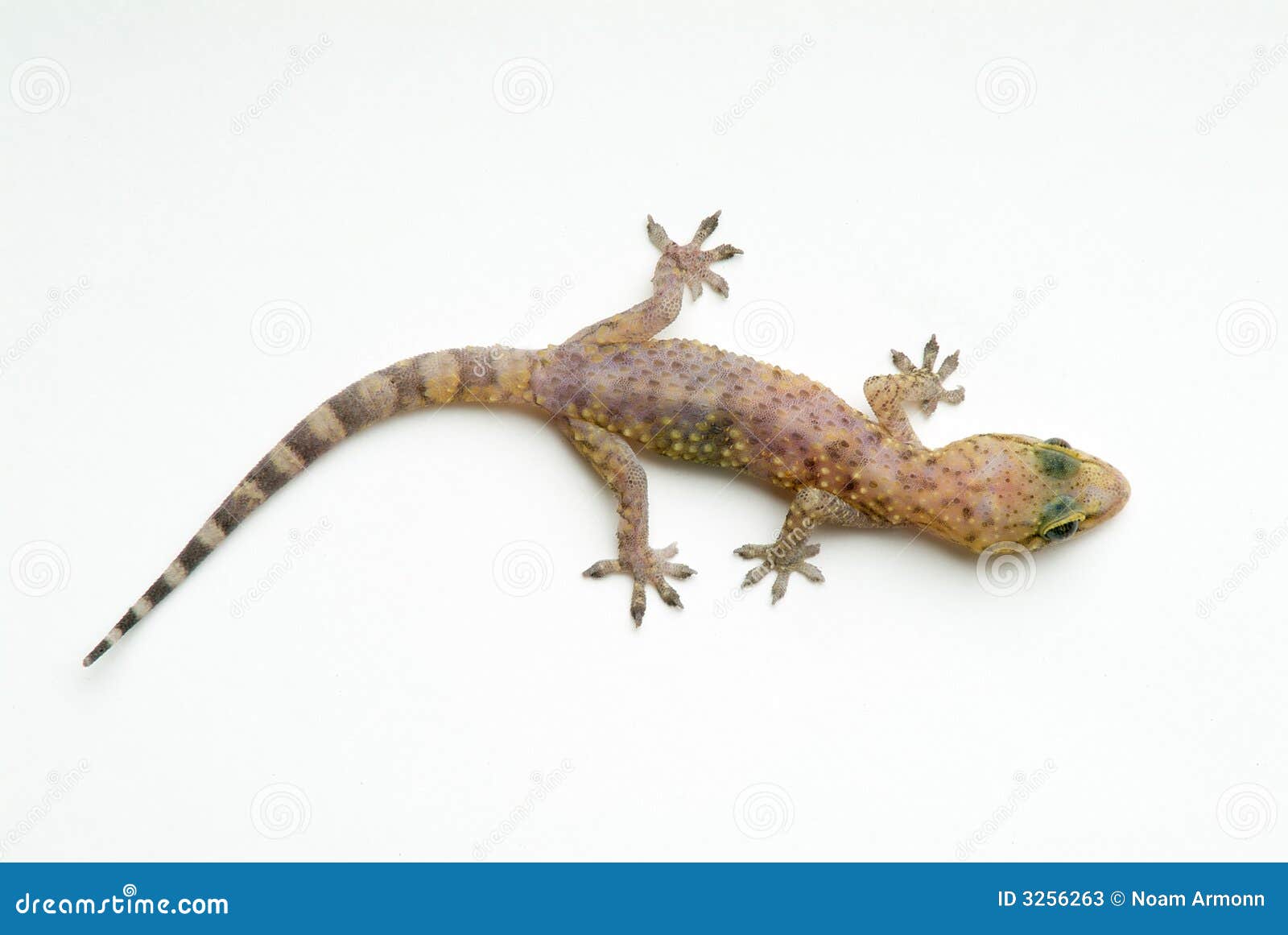 Gecko stock image. Image of critter, gecko, crawling, orange - 3256263