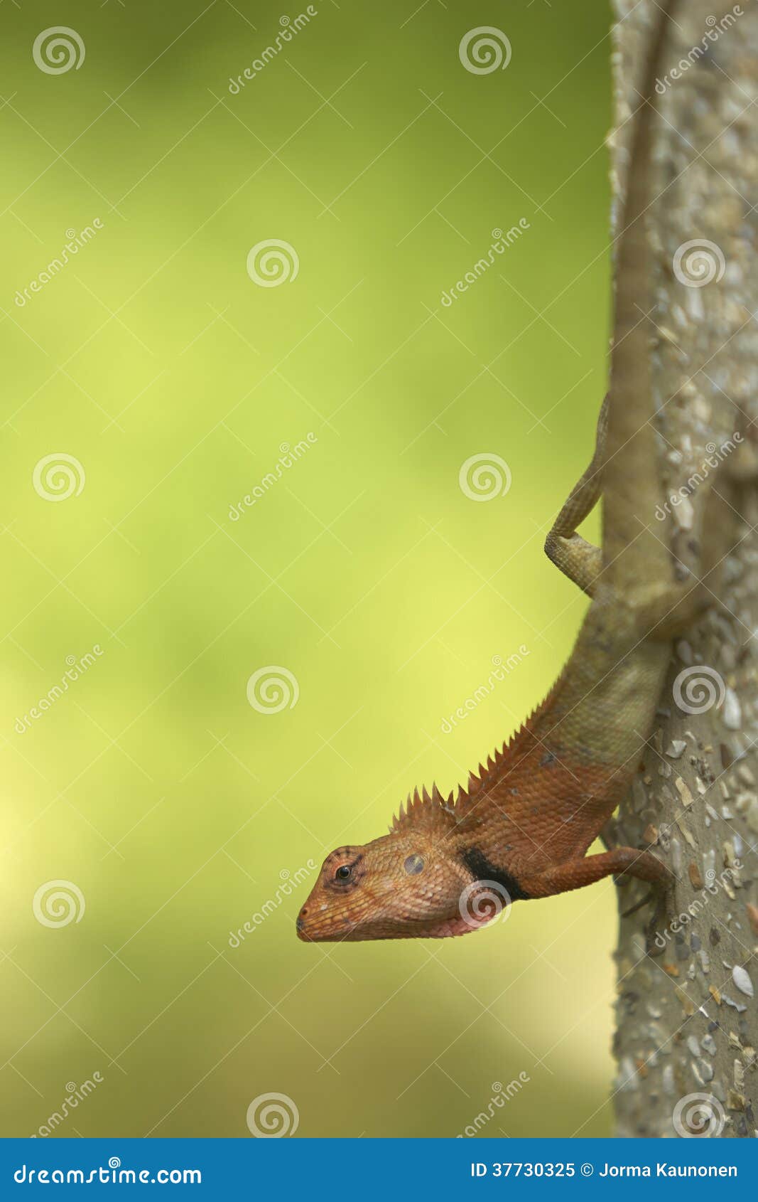 Gecko stock image. Image of yellow, tail, fauna, iguania - 37730325