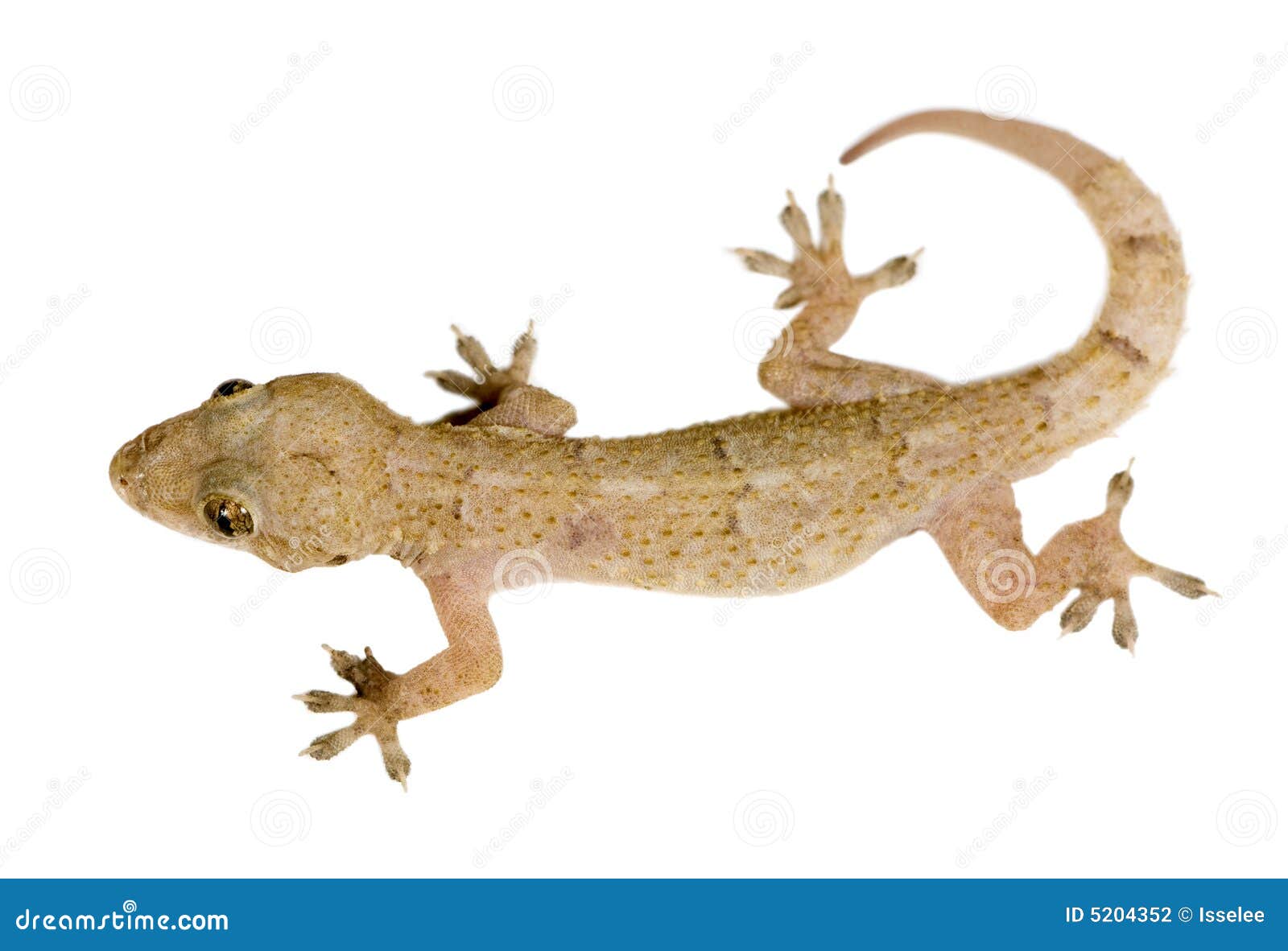 The Gecko Stock Image | CartoonDealer.com #42933847