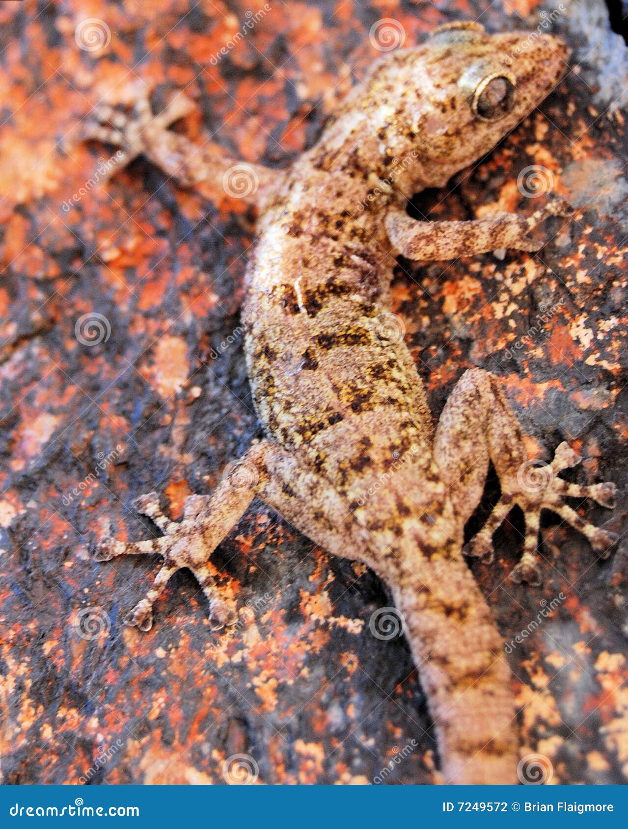 Gecko foto de stock. Imagem de amor, feliz, bonito, animal - 7249572