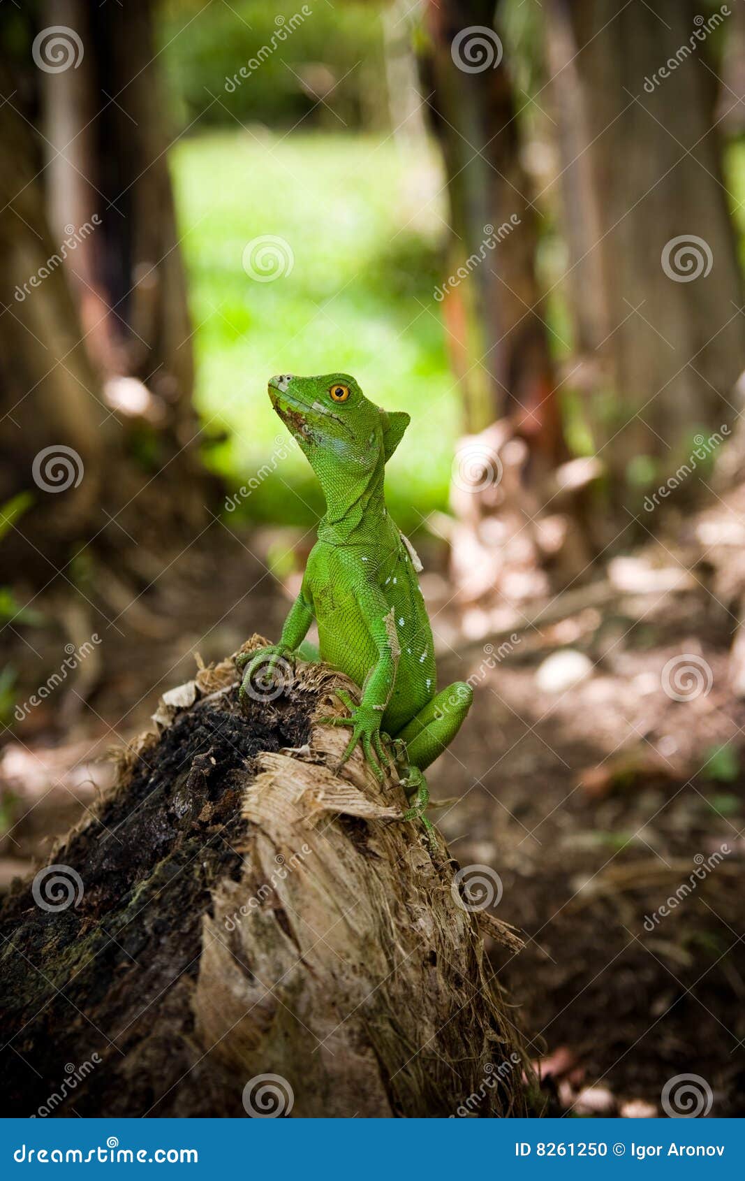 Gecko stock photo. Image of looking, rica, green, lizard - 8261250
