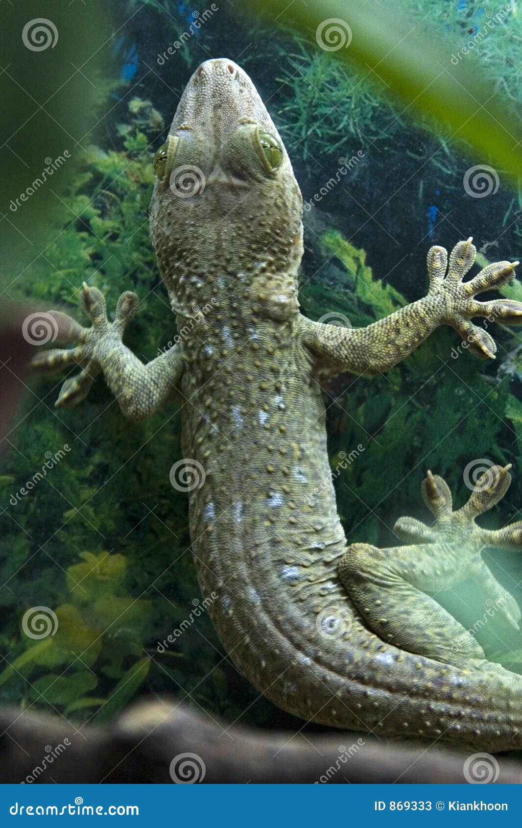 Gecko stock image. Image of scaly, dinasour, gecko, nature - 869333