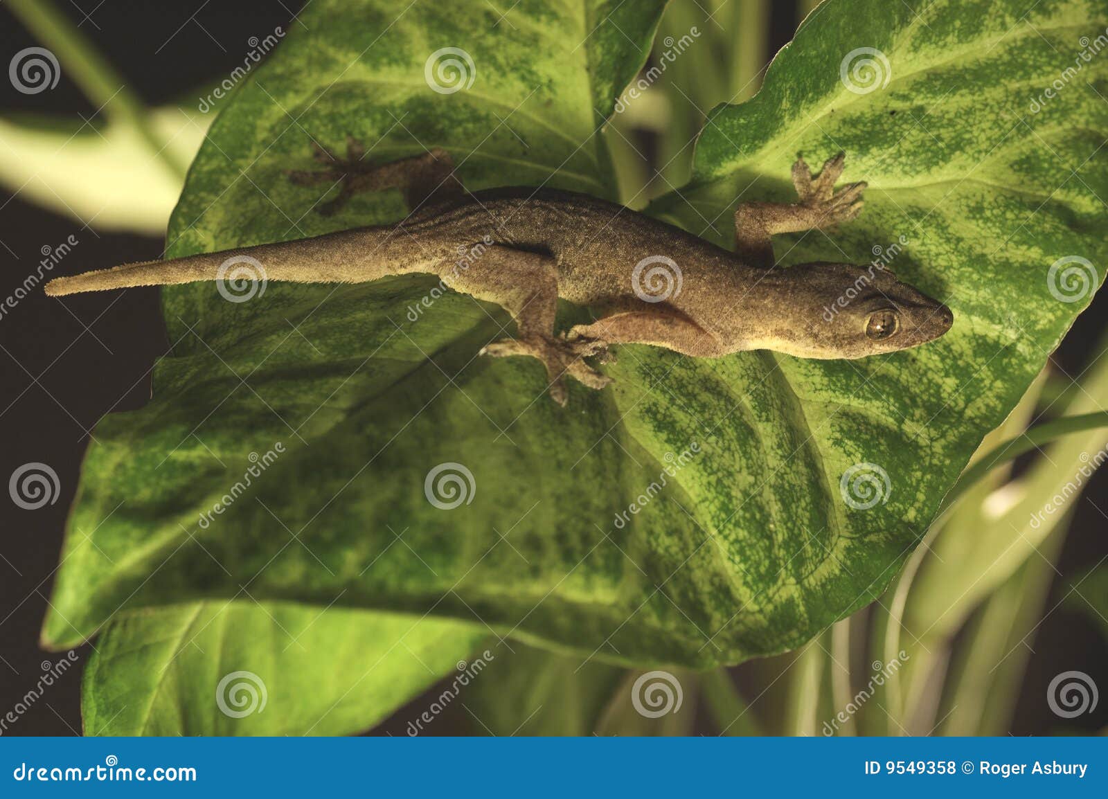 Gecko stock photo. Image of hemidactylus, leaf, plant - 9549358